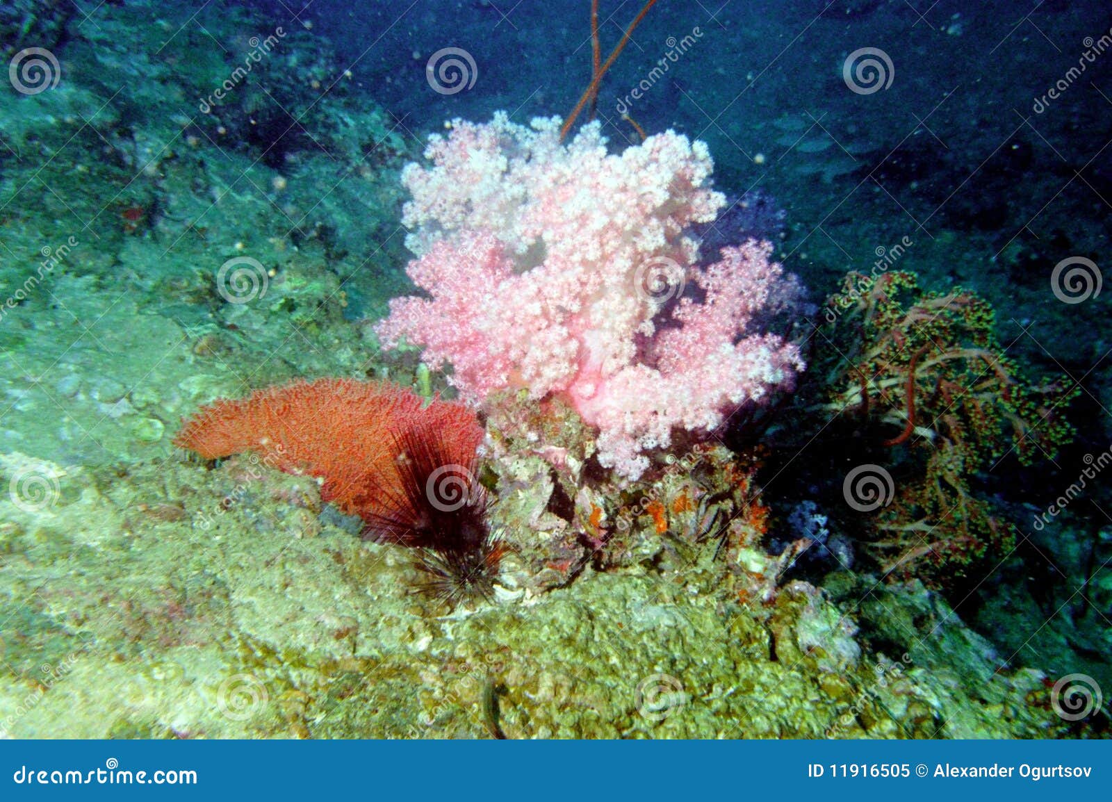 The Surprising World of Corals of Andaman Sea 22 Stock Image - Image of ...