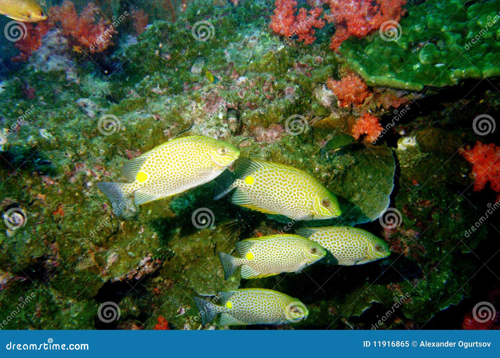 The Surprising World of Corals of Andaman Sea 25 Stock Image - Image of ...