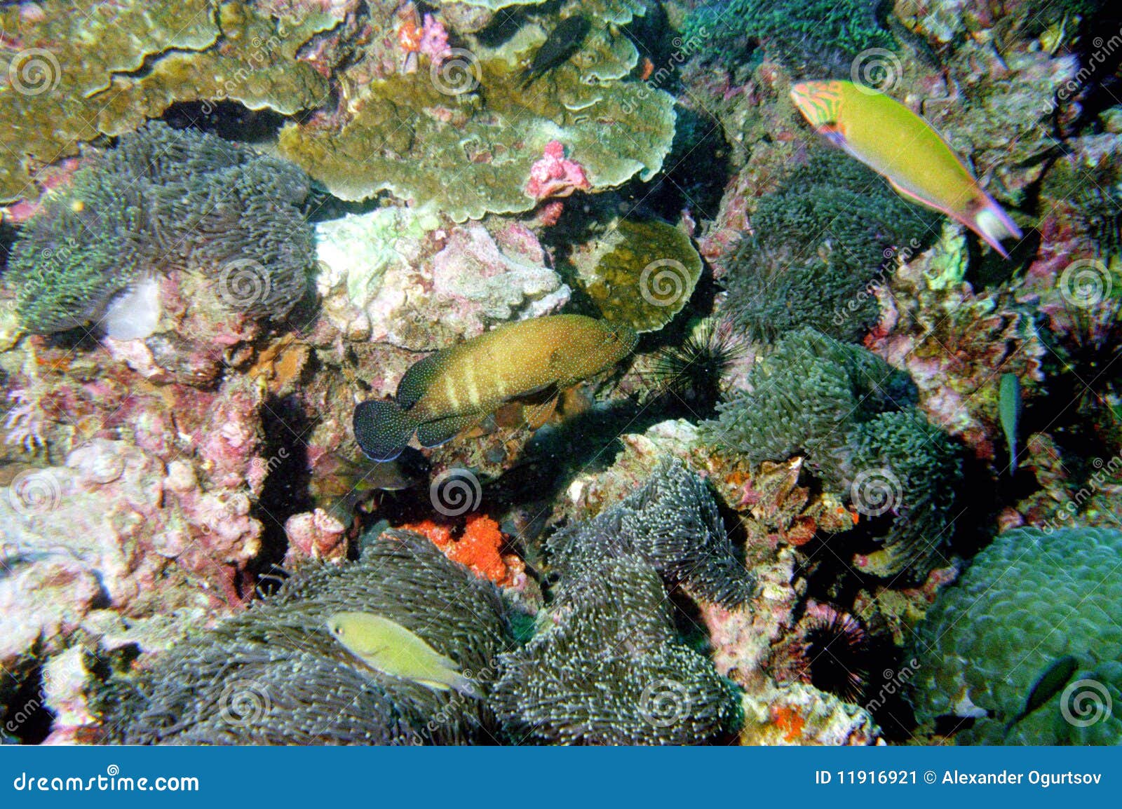 The Surprising World of Corals of Andaman Sea 26 Stock Image - Image of ...