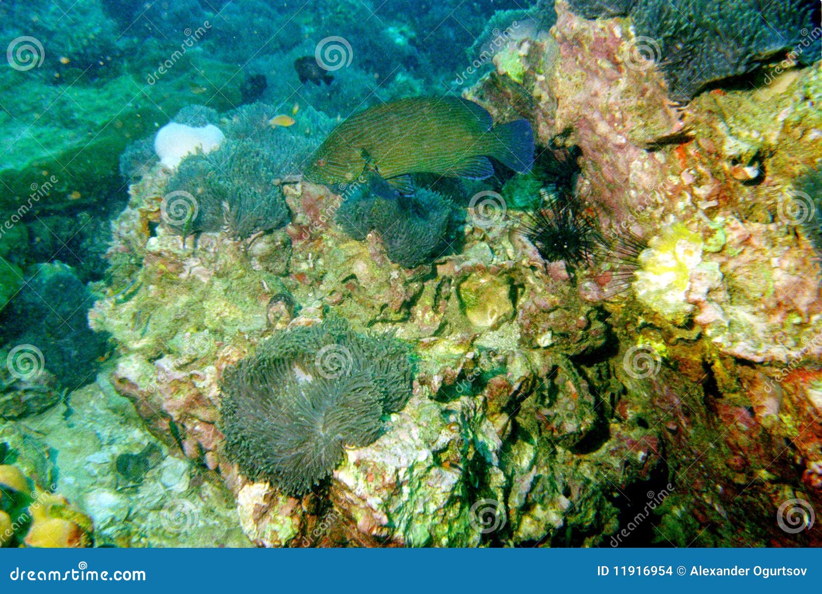 The Surprising World of Corals of Andaman Sea 27 Stock Photo - Image of ...