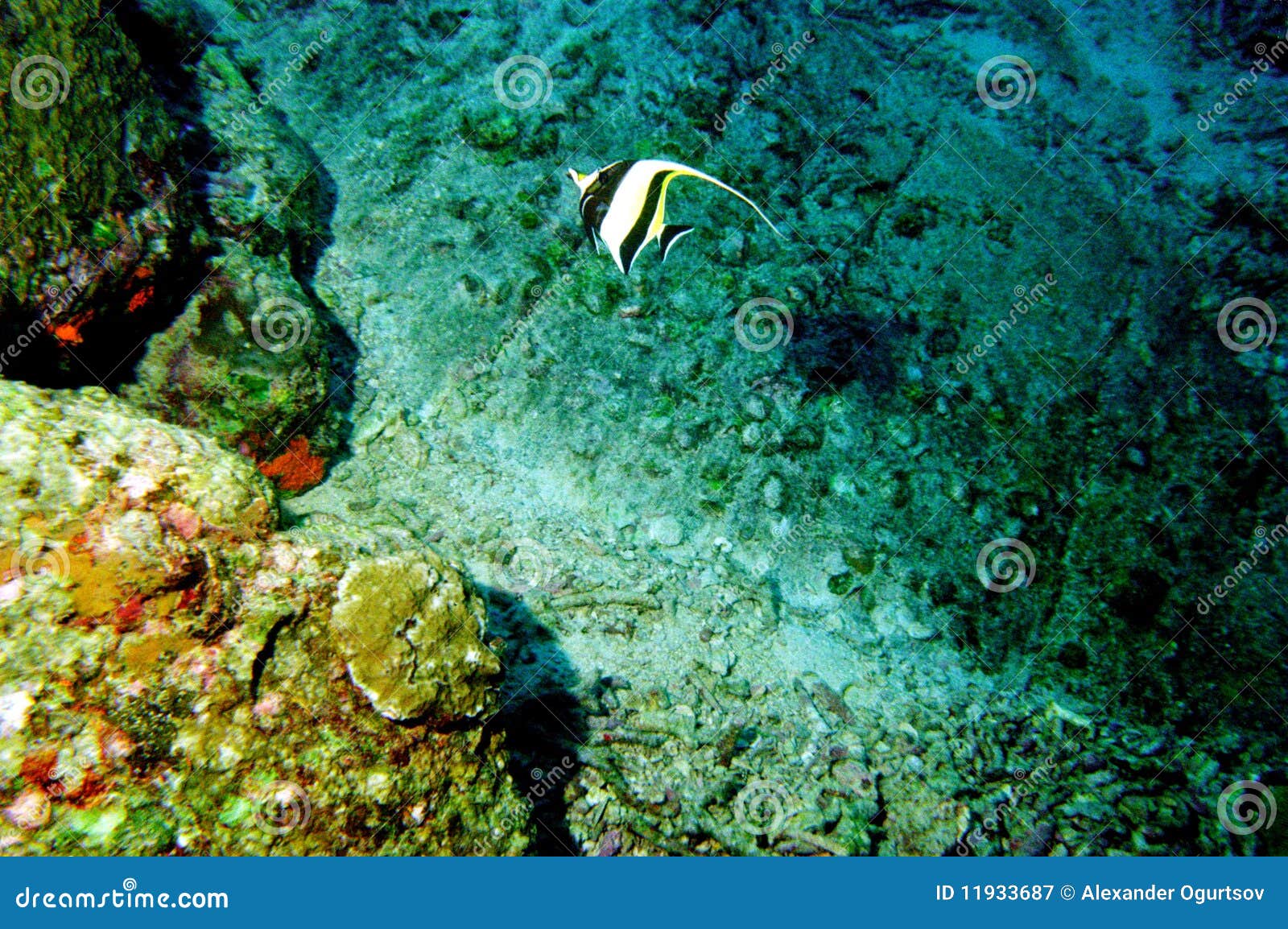 The Surprising World of Corals of Andaman Sea 32 Stock Image - Image of ...