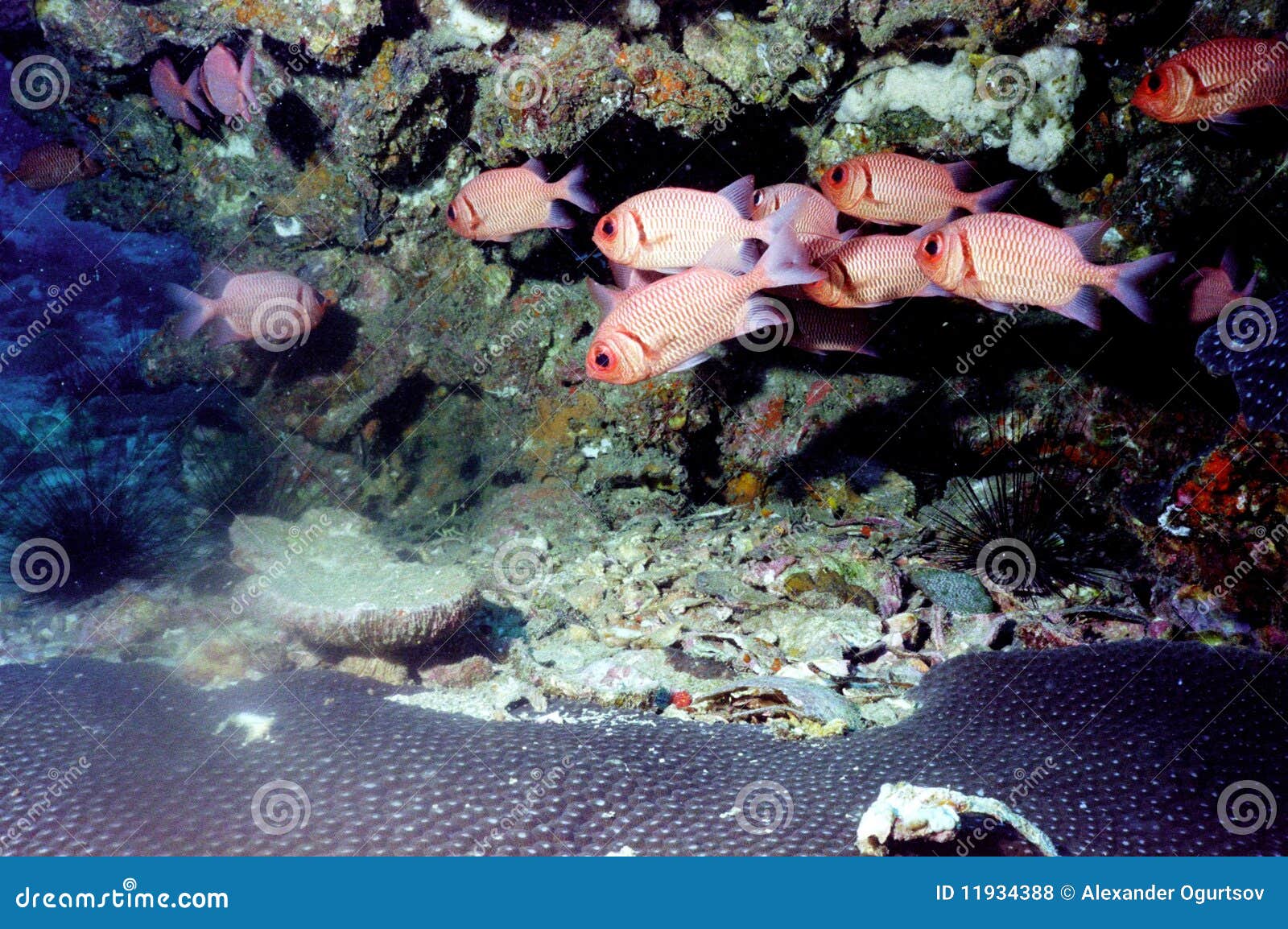 The Surprising World of Corals of Andaman Sea 36 Stock Photo - Image of ...