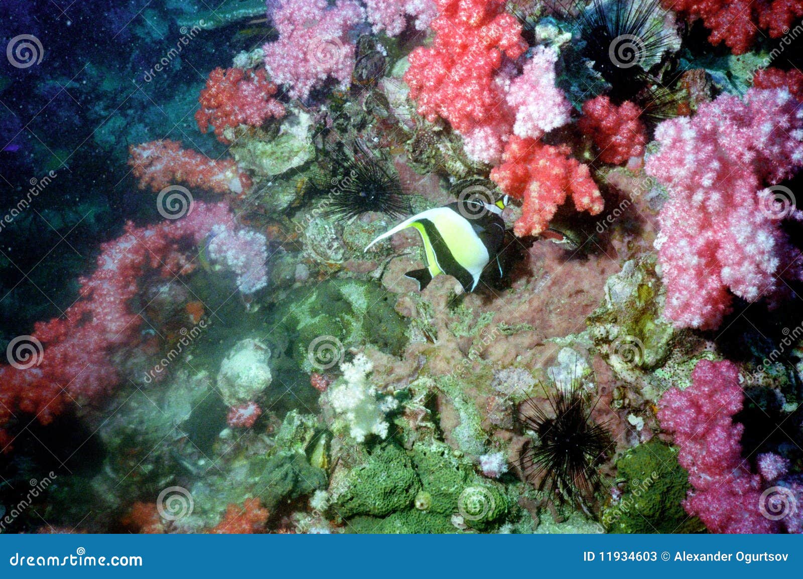 The Surprising World of Corals of Andaman Sea 41 Stock Image - Image of ...