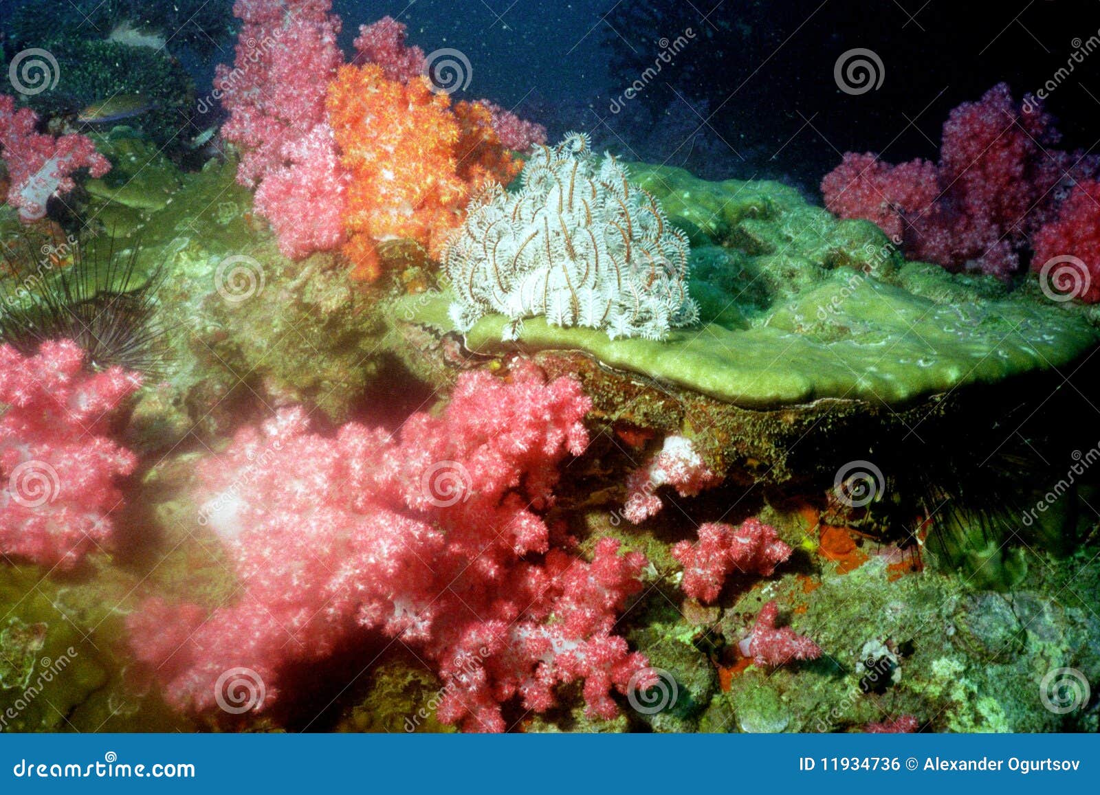 The Surprising World of Corals of Andaman Sea 45 Stock Photo - Image of ...