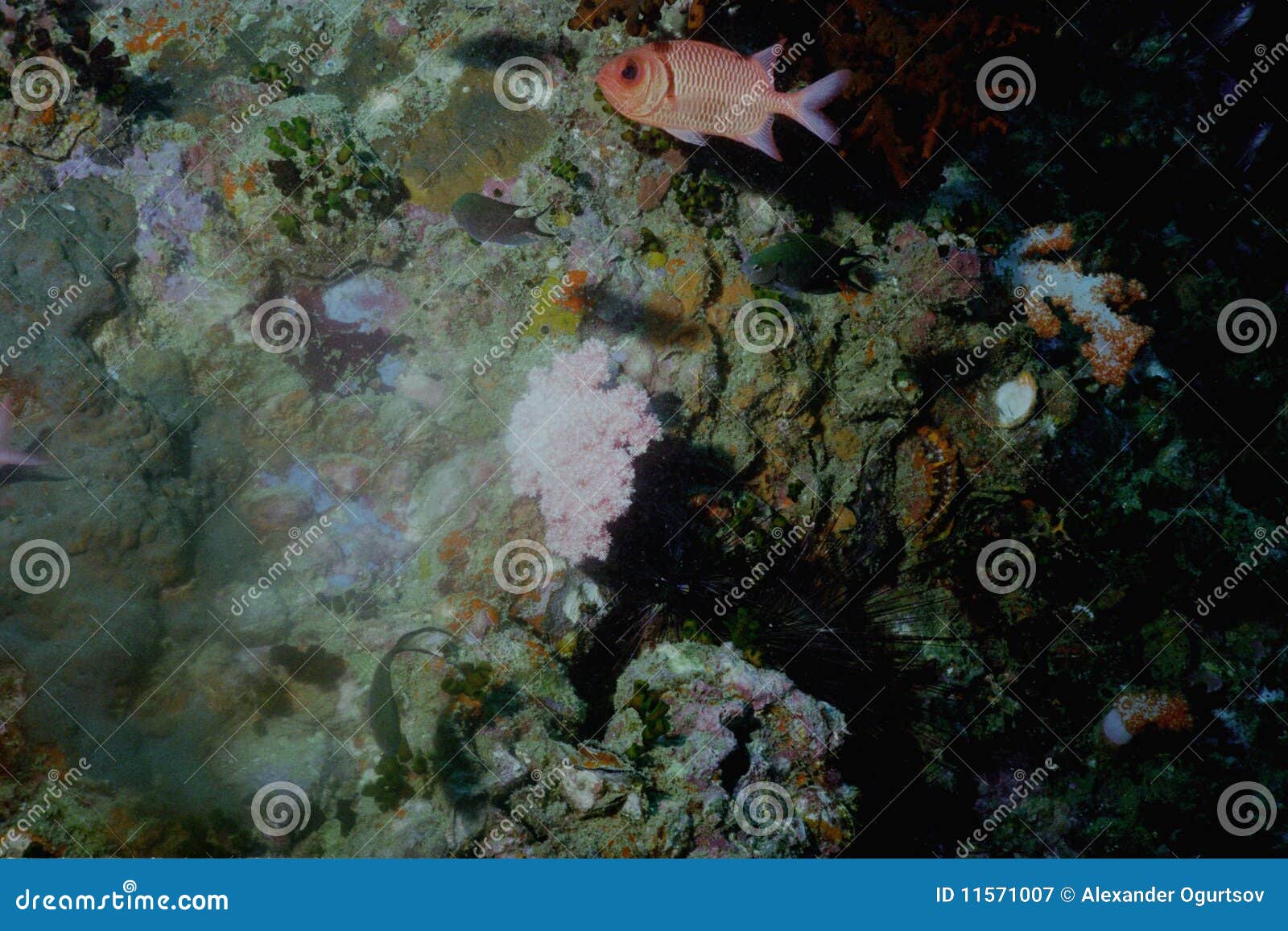 The Surprising World of Corals of Andaman Sea 7 Stock Image - Image of ...