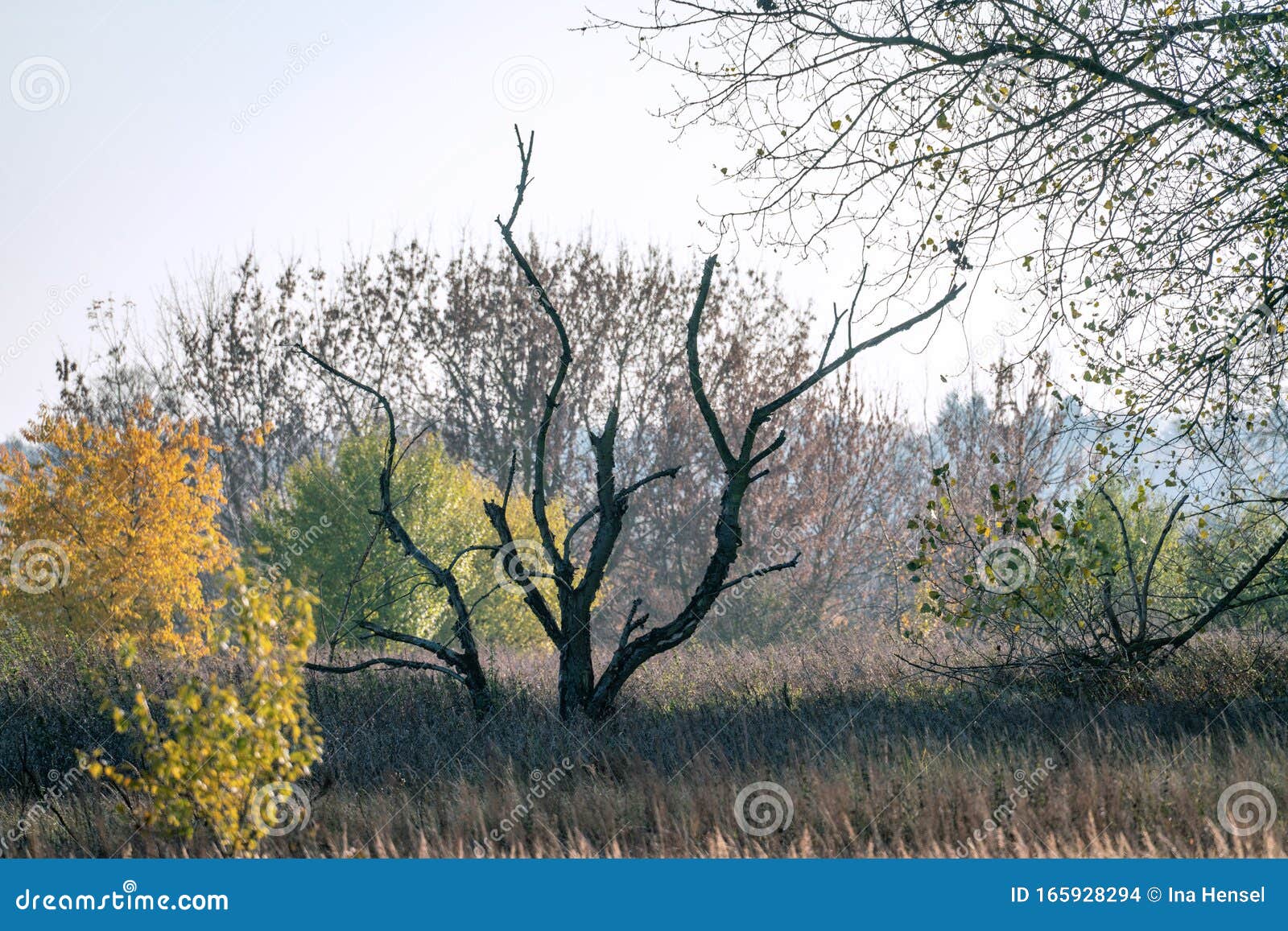 Surreal Autumn Landscape with a Dead Tree in Focus Stock Photo - Image ...