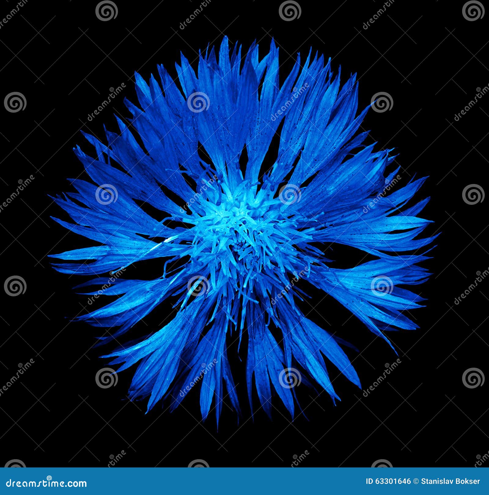Surreal Dark Chrome Blue Cornflower Flower Isolated Stock Photo - Image ...