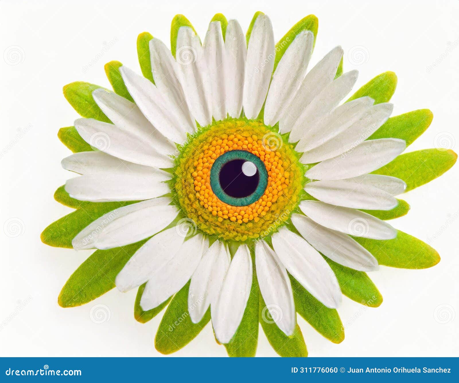 Surreal Image of a Daisy with an Eye in the Center Stock Illustration ...