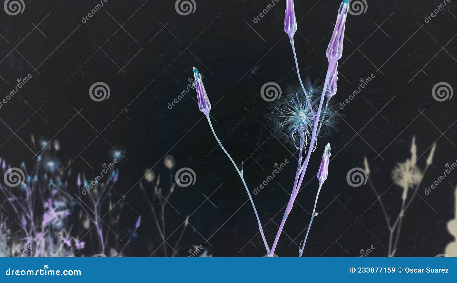 Surreal Image with Wild Grass in the Field Stock Image - Image of ...