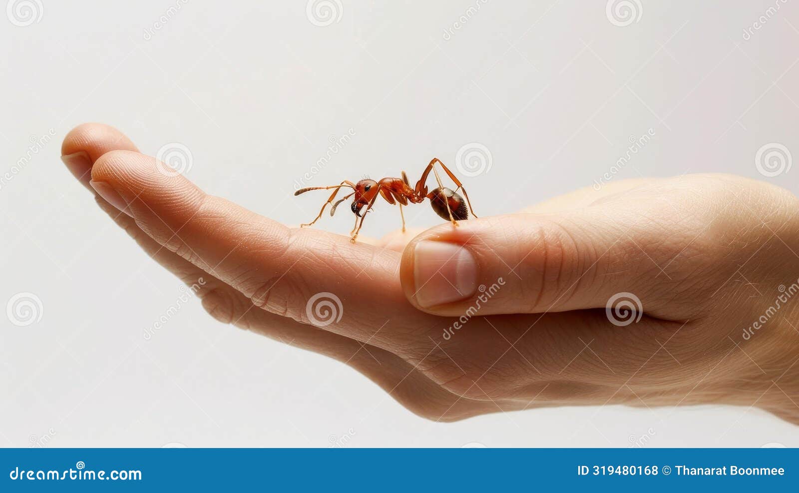 Surreal Mini Ant on a Hand Against a Stark White Background Stock ...