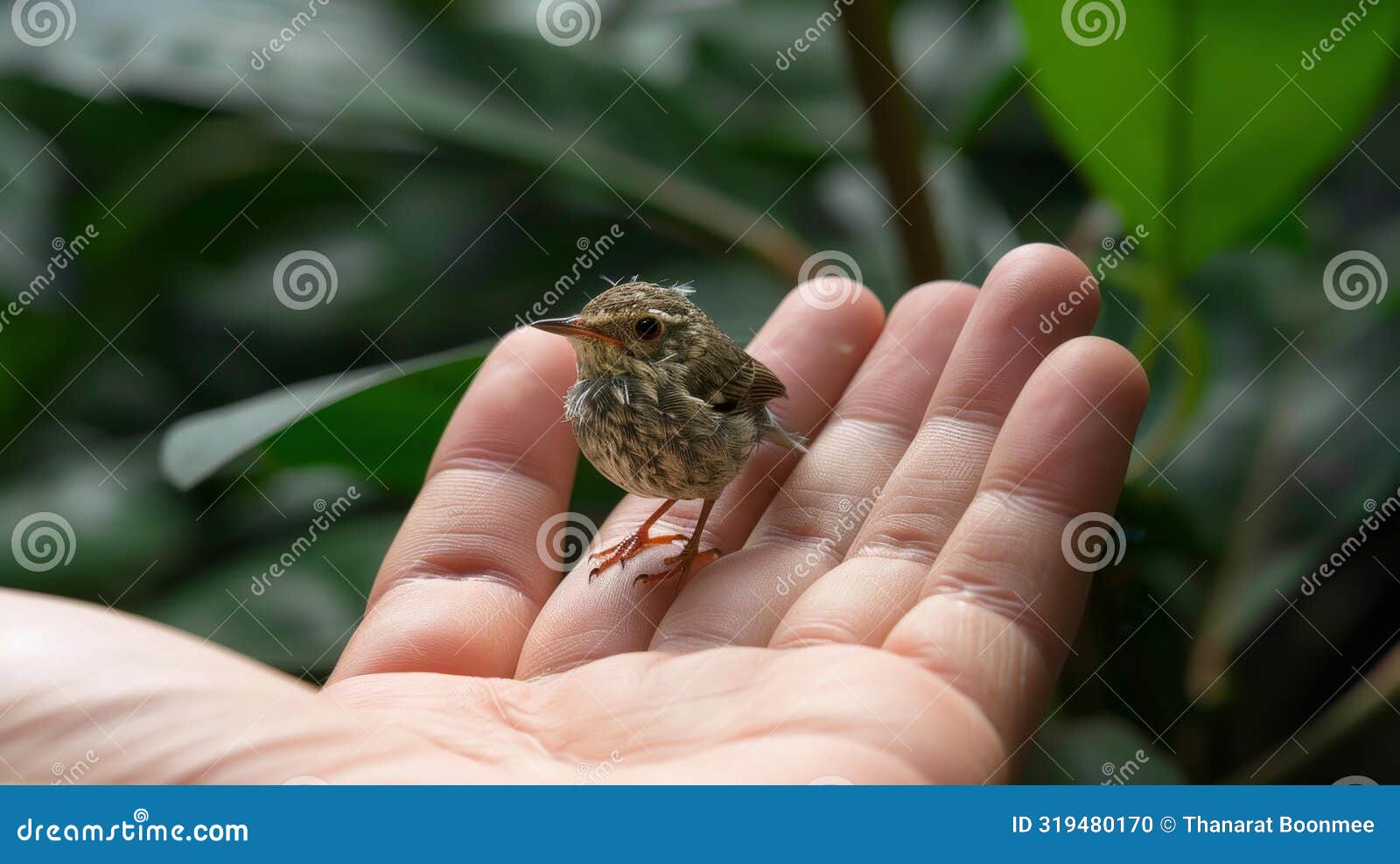 A Surreal Mini Bird Perches on a Human Hand, Isolated on a Stark White ...