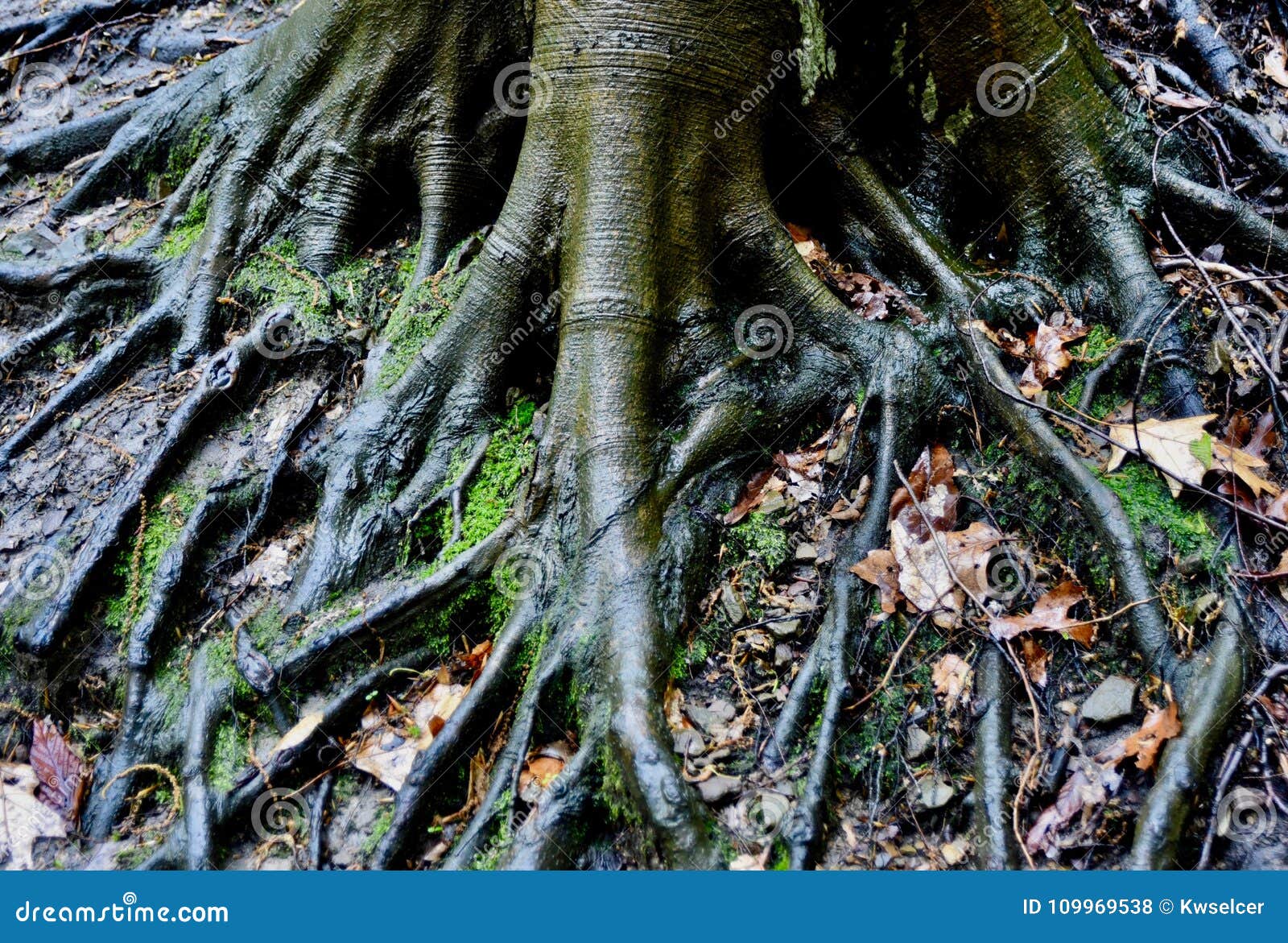 Surreal Pattern of Roots from an American Beech Tree Stock Photo ...