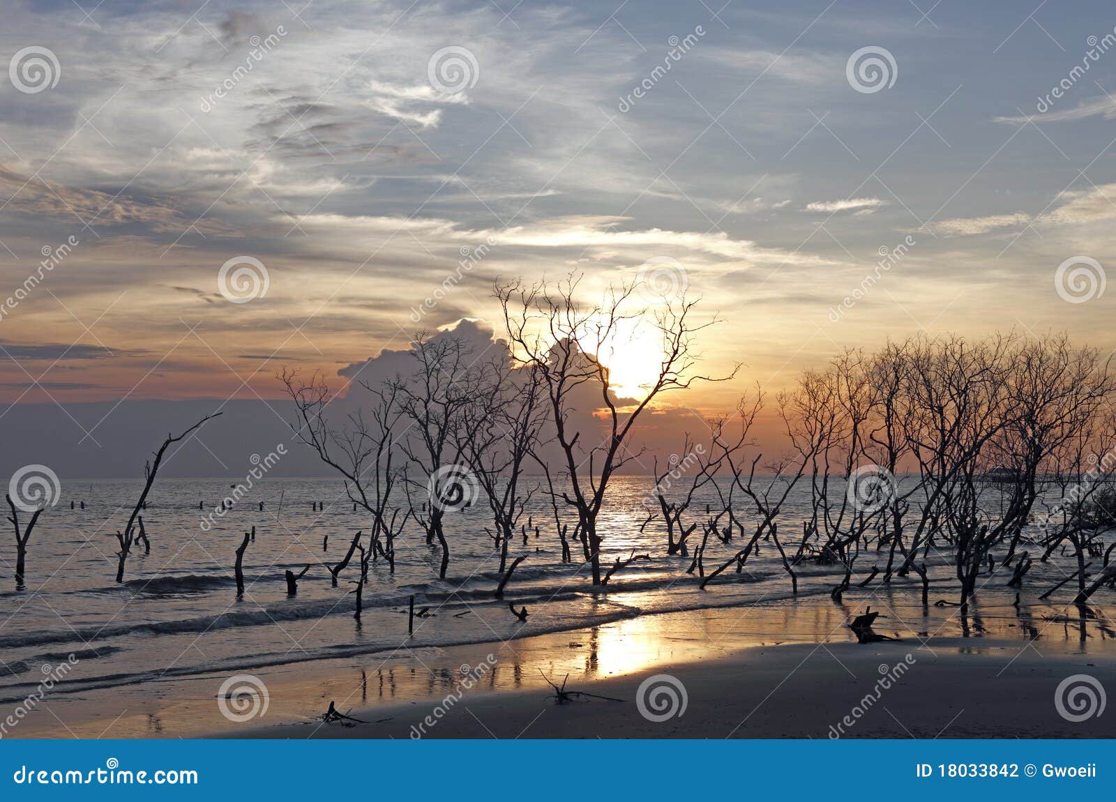 Surreal Sunset at a Mangrove Bay. Stock Photo - Image of dreamy ...