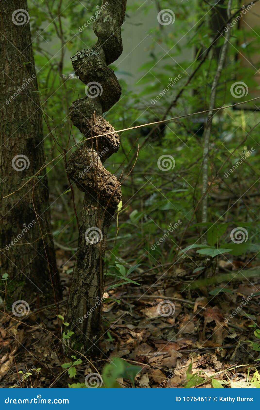 Surreal Twisted Tree stock image. Image of brown, green - 10764617