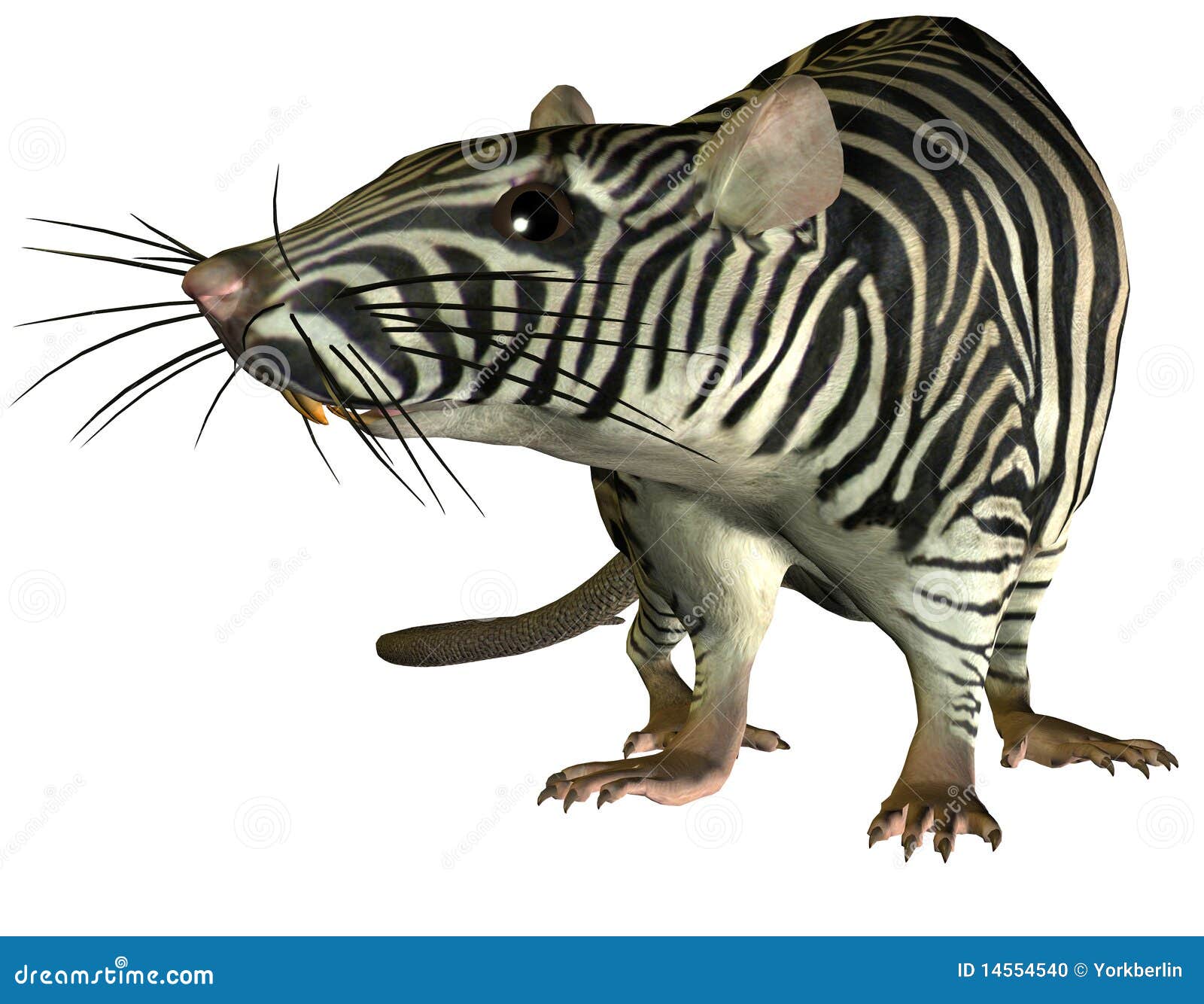 Surreal Zebra rat stock illustration. Illustration of house - 14554540