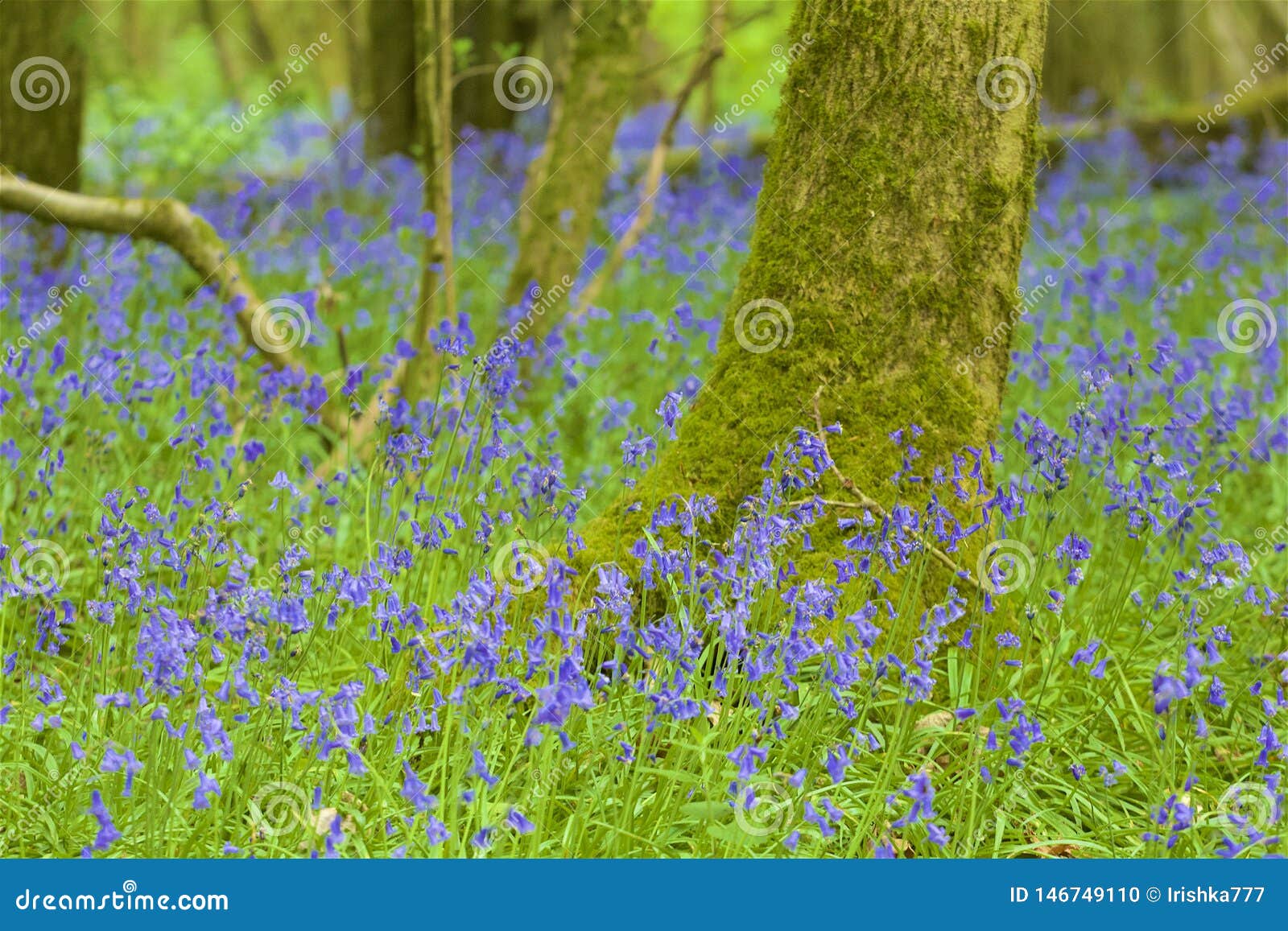 Surrey Hills Walk- Bluebell Forest, England Stock Photo - Image of ...