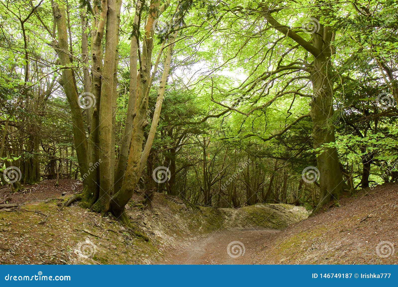Forest - Surrey Hills Walk, England Stock Image - Image of view ...