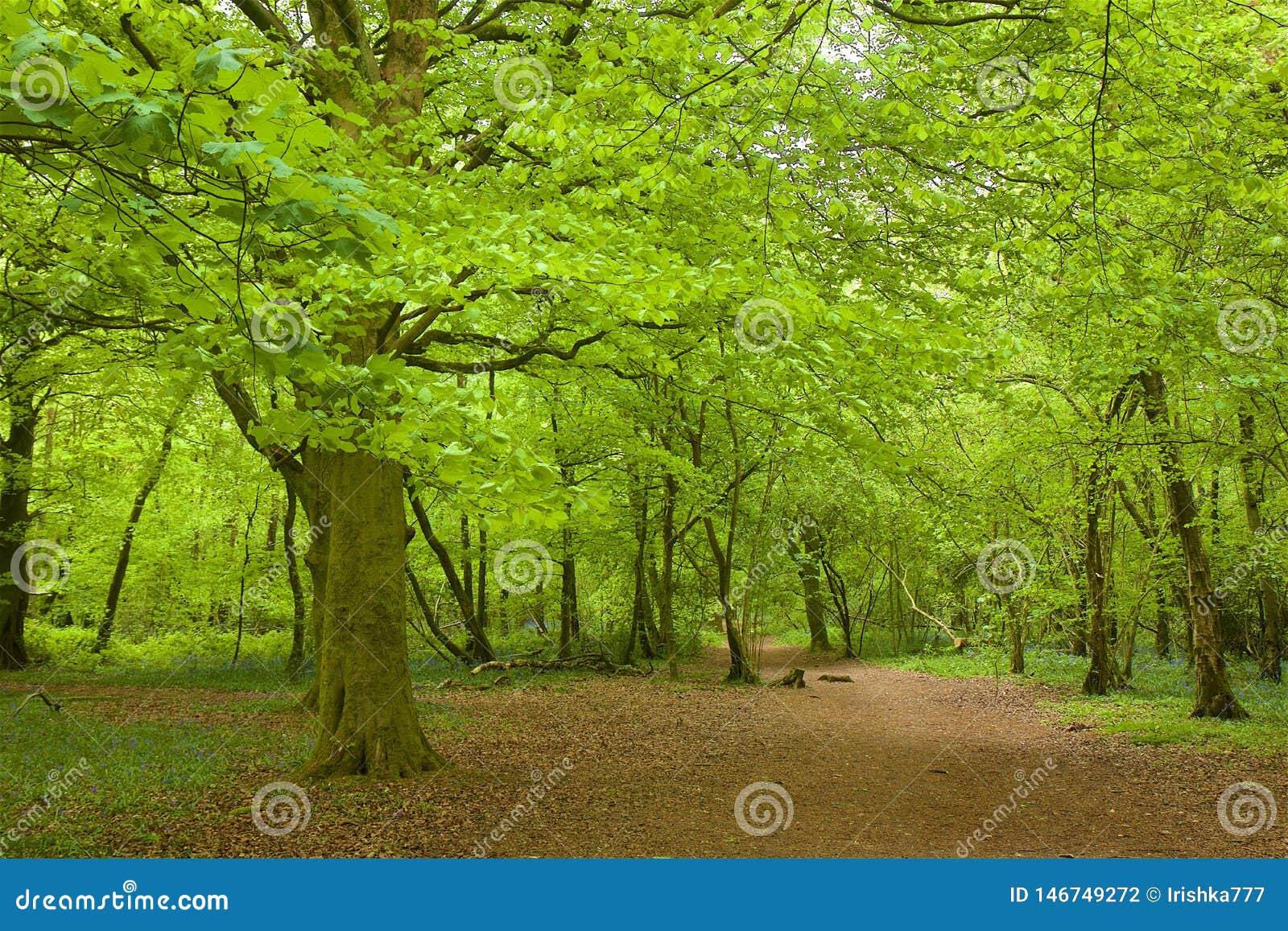 Forest - Surrey Hills Walk, England Stock Photo - Image of outstanding ...