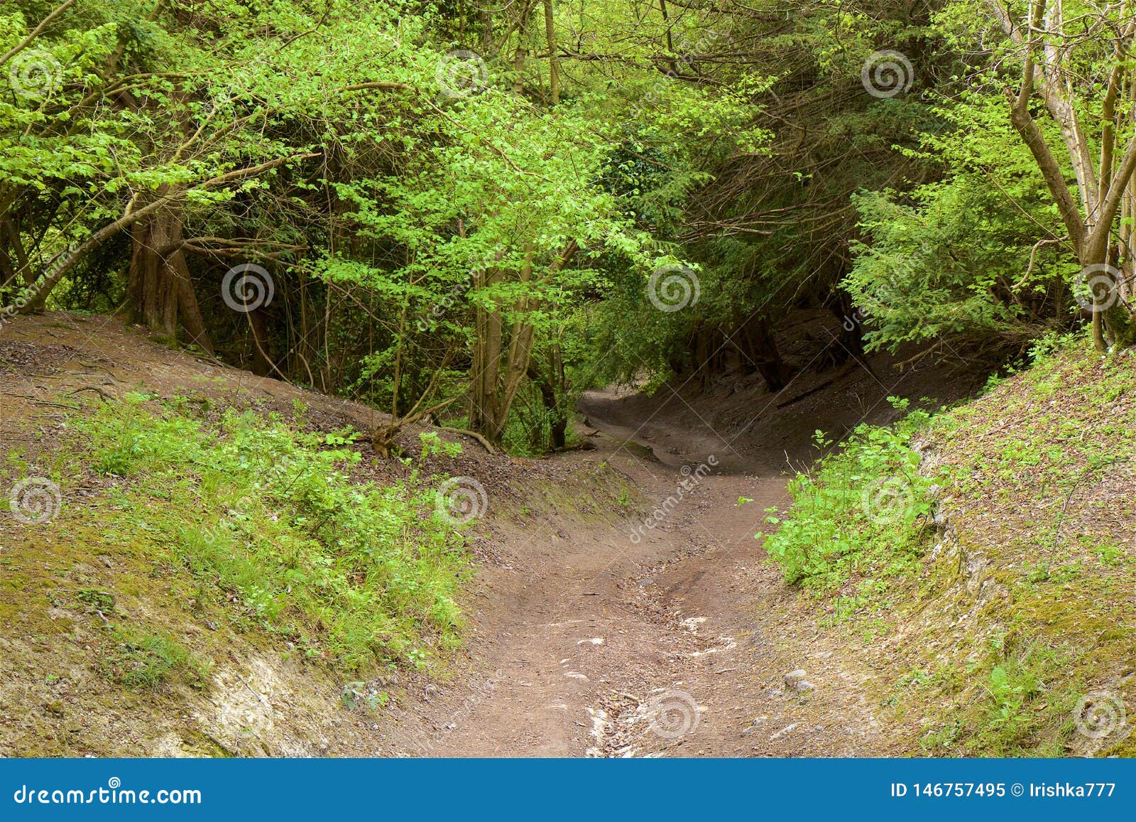 Forest - Surrey Hills Walk, England Stock Image - Image of hills ...