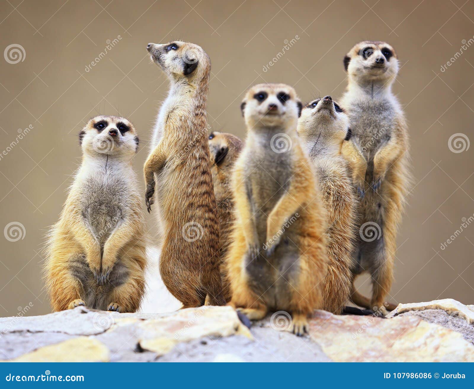 Surricatas stock photo. Image of small, insectivore - 107986086