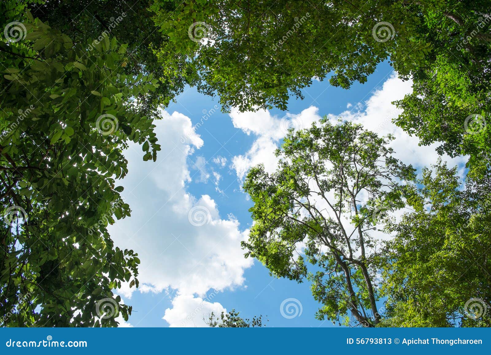 Surround Tree on Sky Background Stock Image - Image of beautiful, maple ...