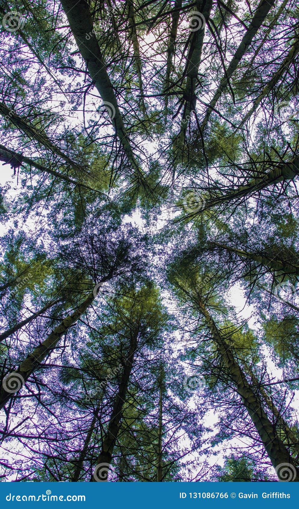 Sky line above the trees stock photo. Image of autumn - 131086766
