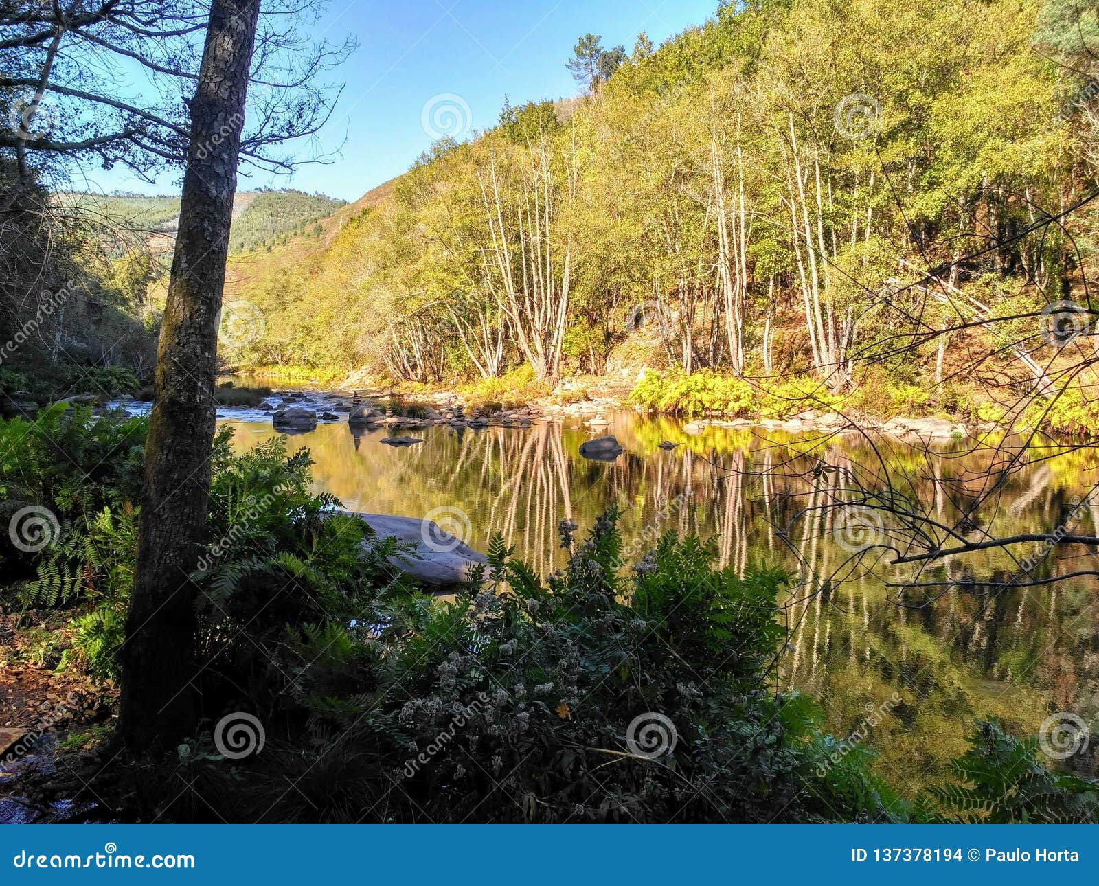 Surrounded by nature stock photo. Image of nature, riverside - 137378194