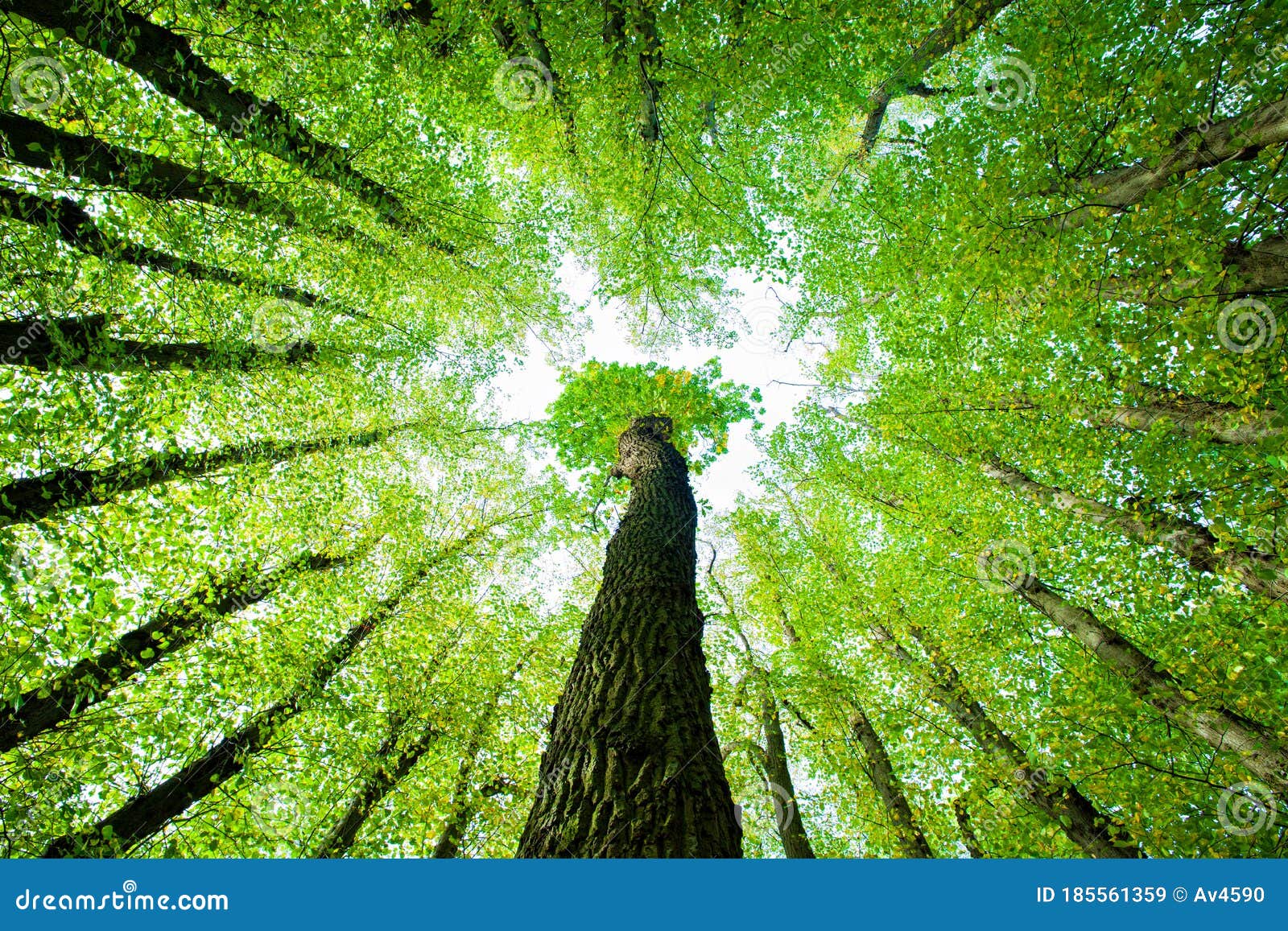 Green Forest from Below, Trees Reaching for Light Stock Image - Image ...