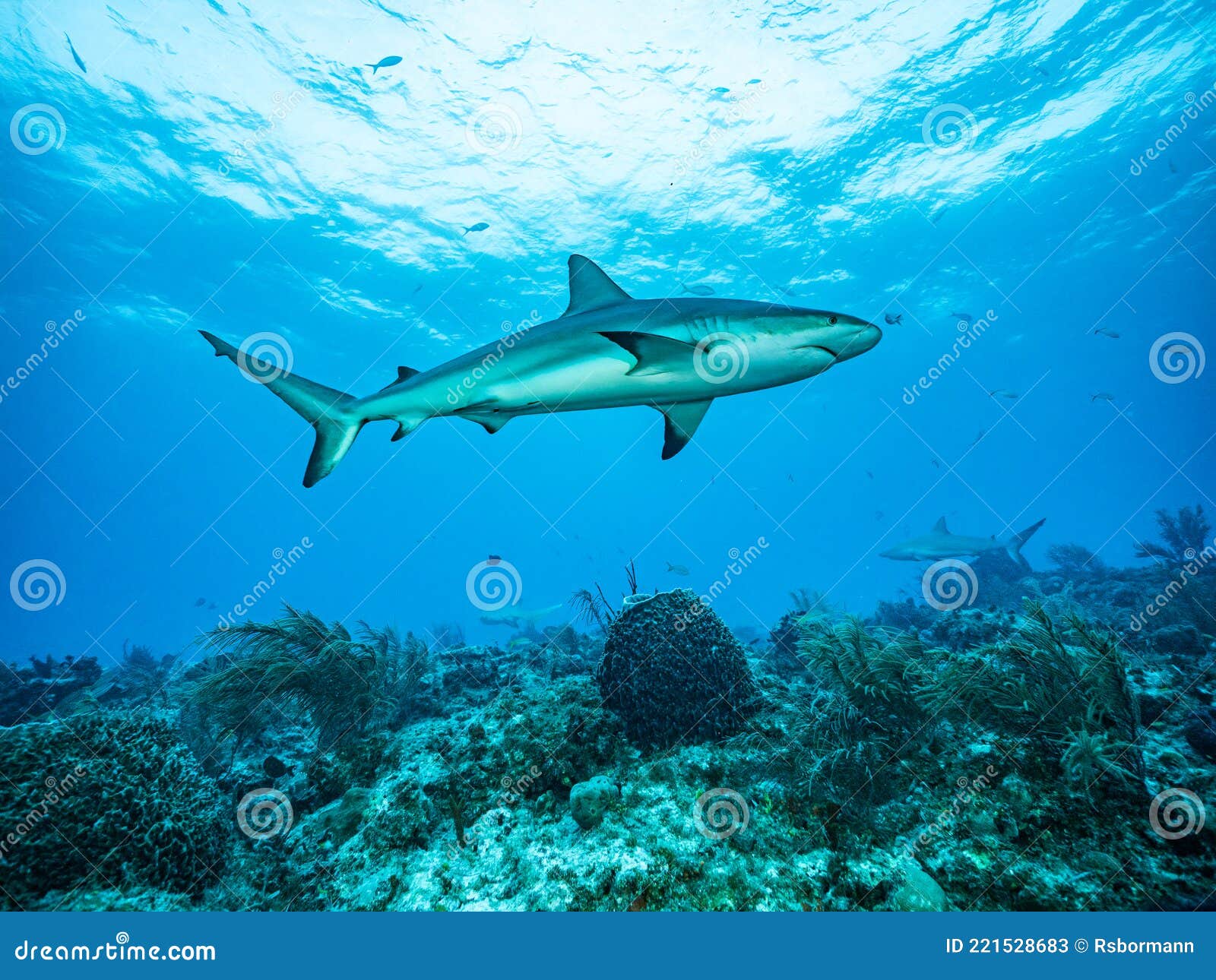 Surrounded by Sharks at the Bahamas Stock Image - Image of underwater ...