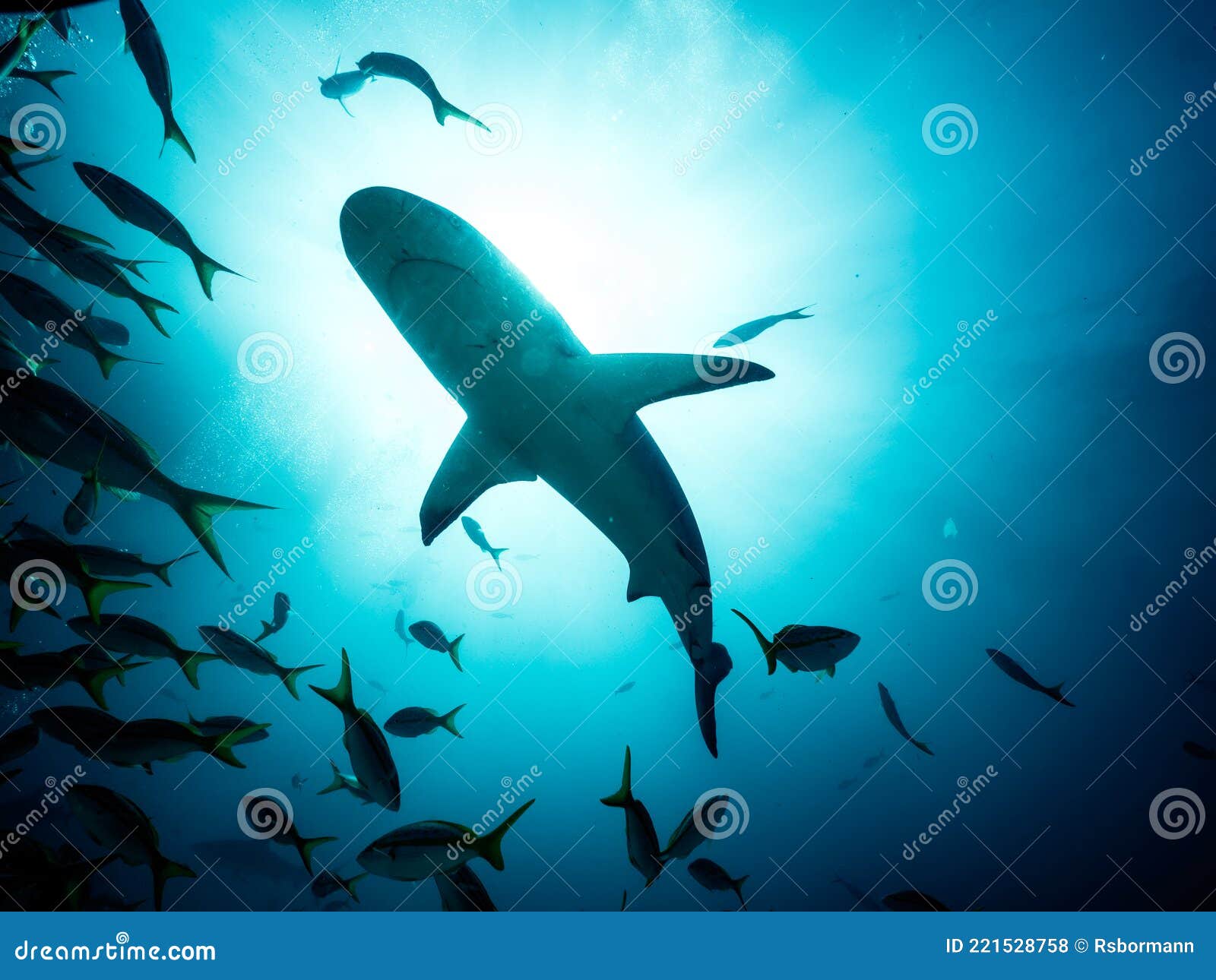 Surrounded by sharks stock photo. Image of scuba, wildlife - 221528758