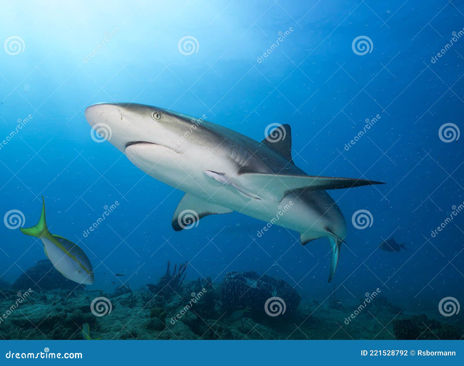Surrounded by sharks stock photo. Image of shark, wild - 221528792