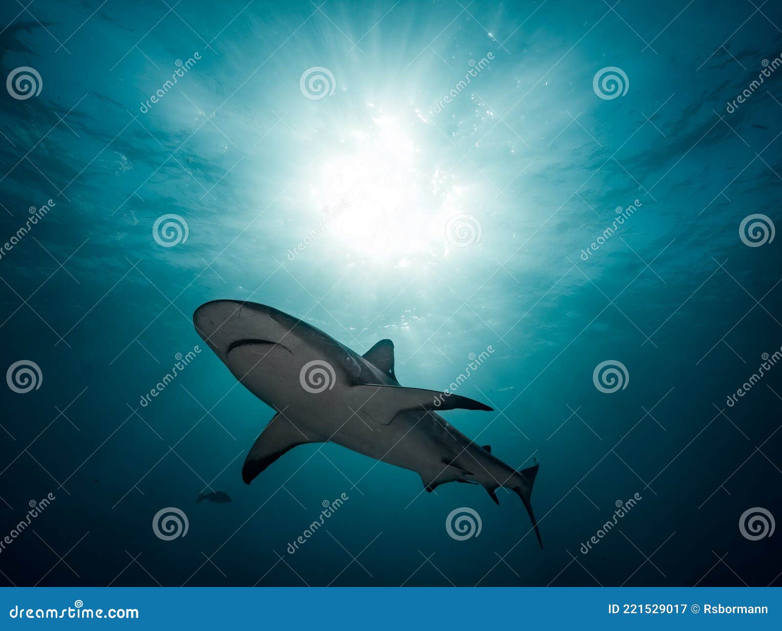 Surrounded by sharks stock image. Image of lemon, animal - 221529017