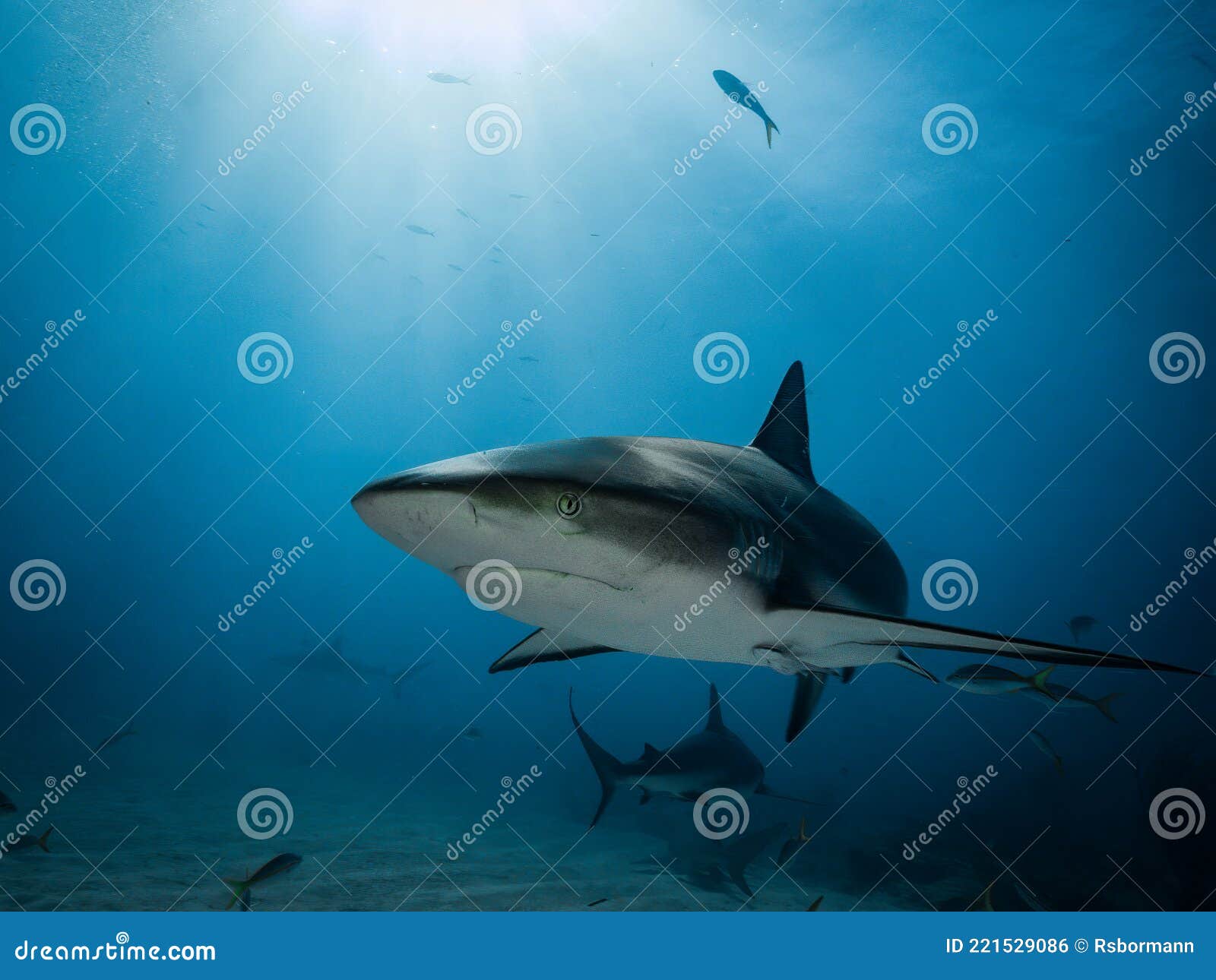 Surrounded by sharks stock photo. Image of animal, wild - 221529086