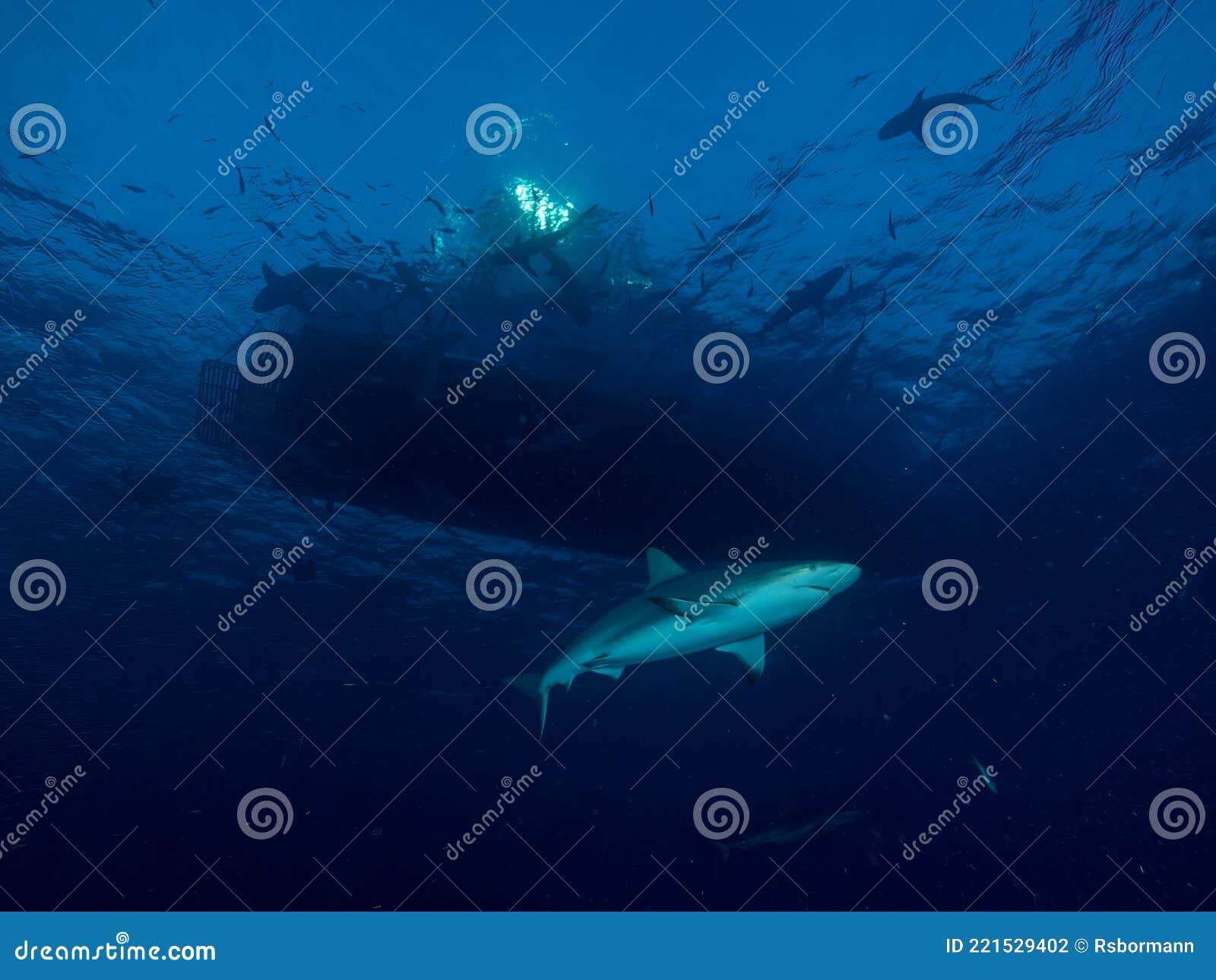 Surrounded by sharks stock photo. Image of water, night - 221529402