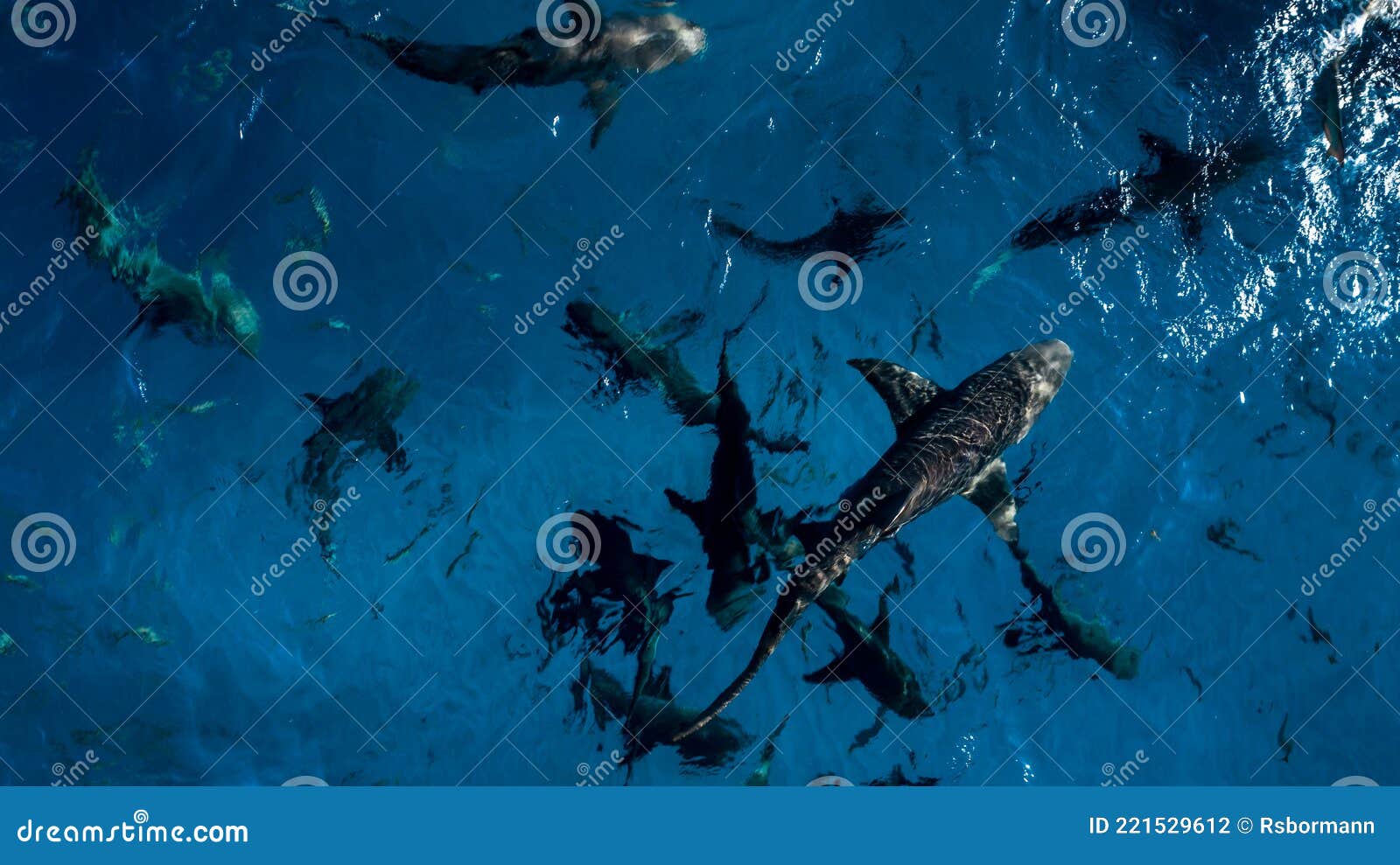Surrounded by sharks stock photo. Image of natural, reef - 221529612