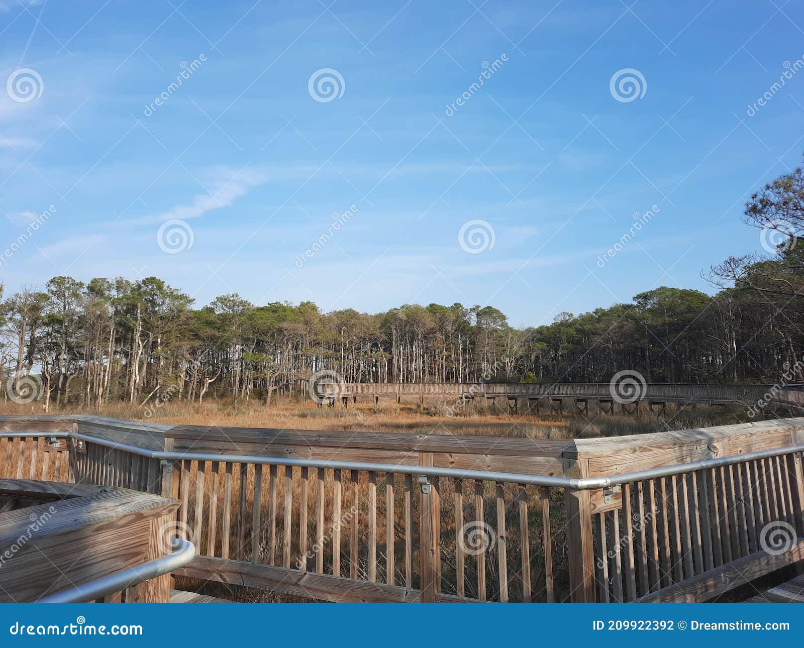 Surrounded by Trees stock photo. Image of reflection - 209922392