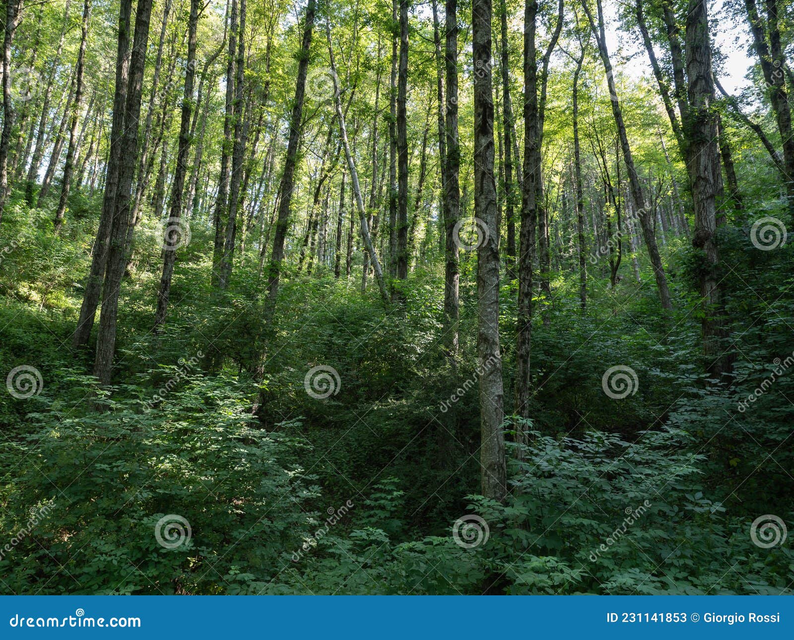 Surrounded by Trees in a Forest during Springtime Stock Image - Image ...