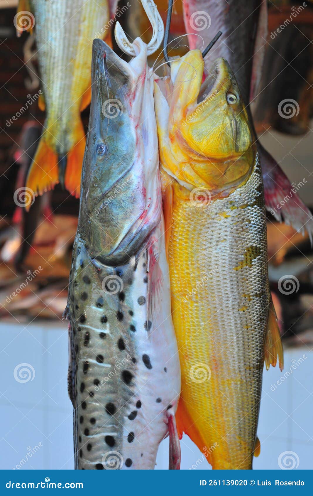 Surubi Fish (Pseudoplatystoma). Typical Fish from Parana and Amazonas ...