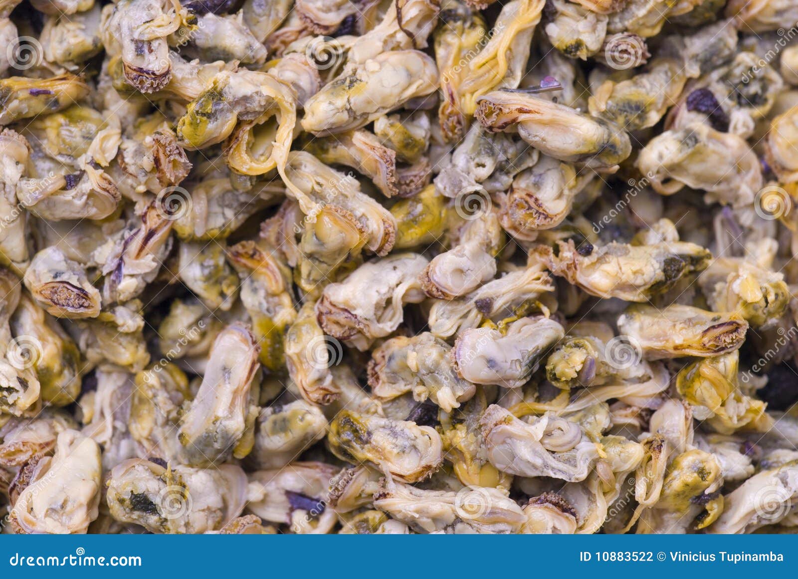 Sururu - Sea Fruit stock photo. Image of food, animal - 10883522