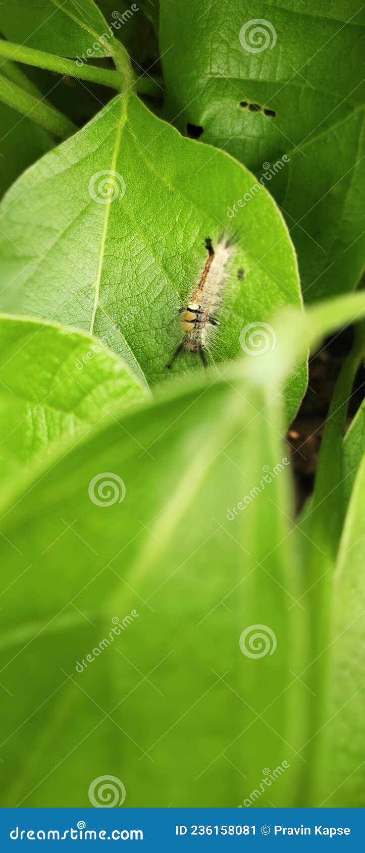 Survanta Stock Photos - Free & Royalty-Free Stock Photos from Dreamstime