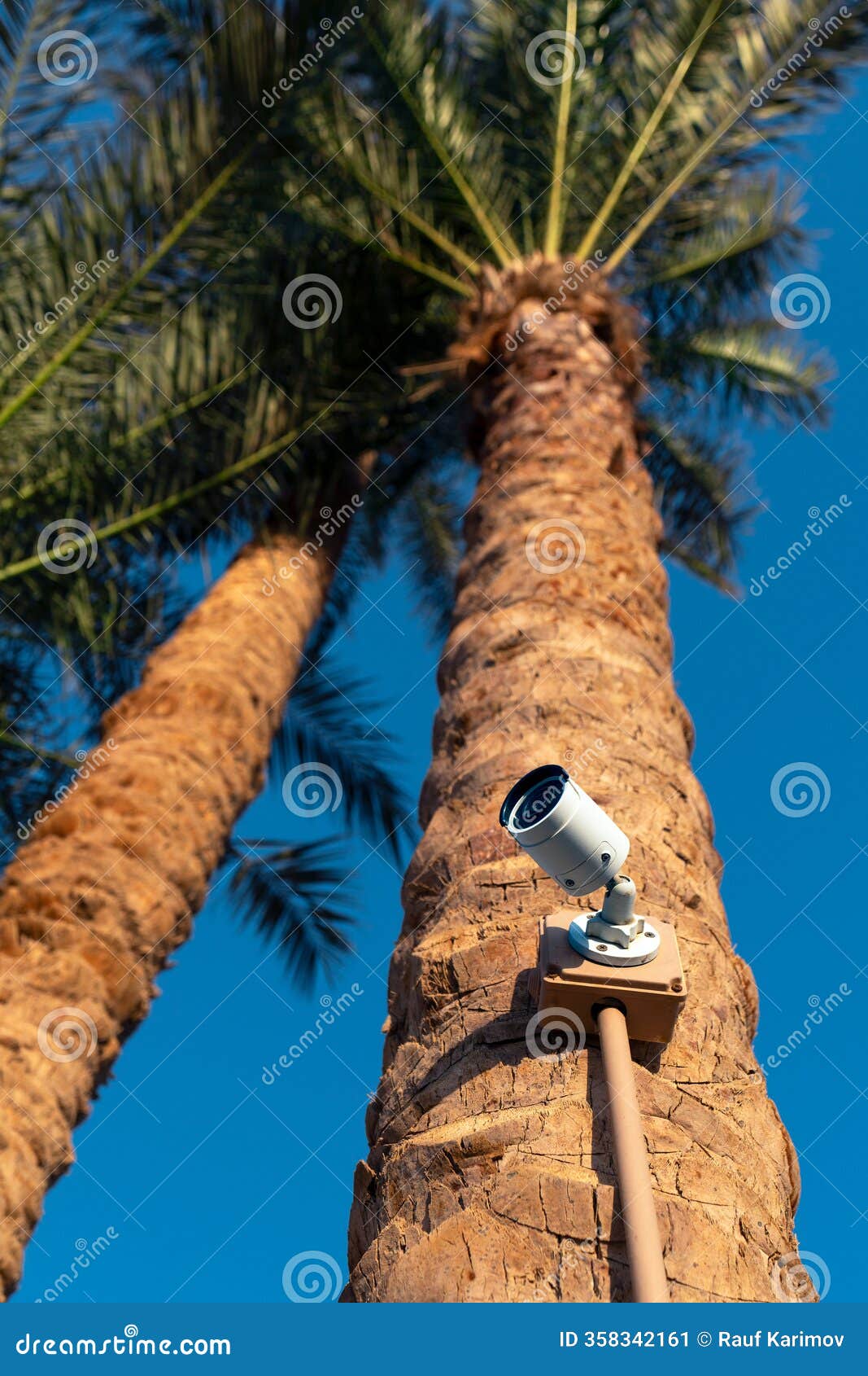 A Surveillance Camera is Set Up on a Palm Tree Stock Image - Image of ...