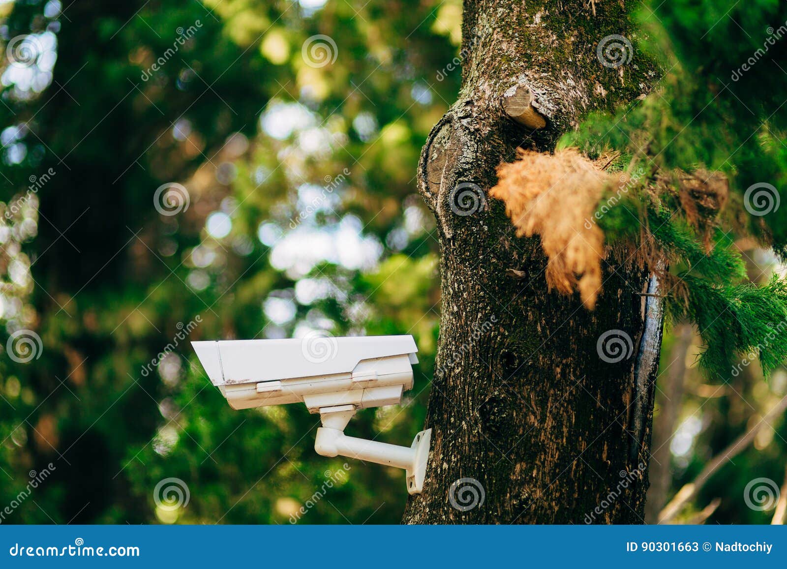 Surveillance Camera on the Tree. Hidden Camera in the Forest Stock ...
