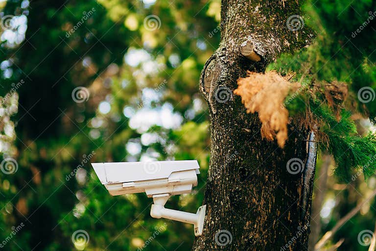 Surveillance Camera on the Tree. Hidden Camera in the Forest Stock ...