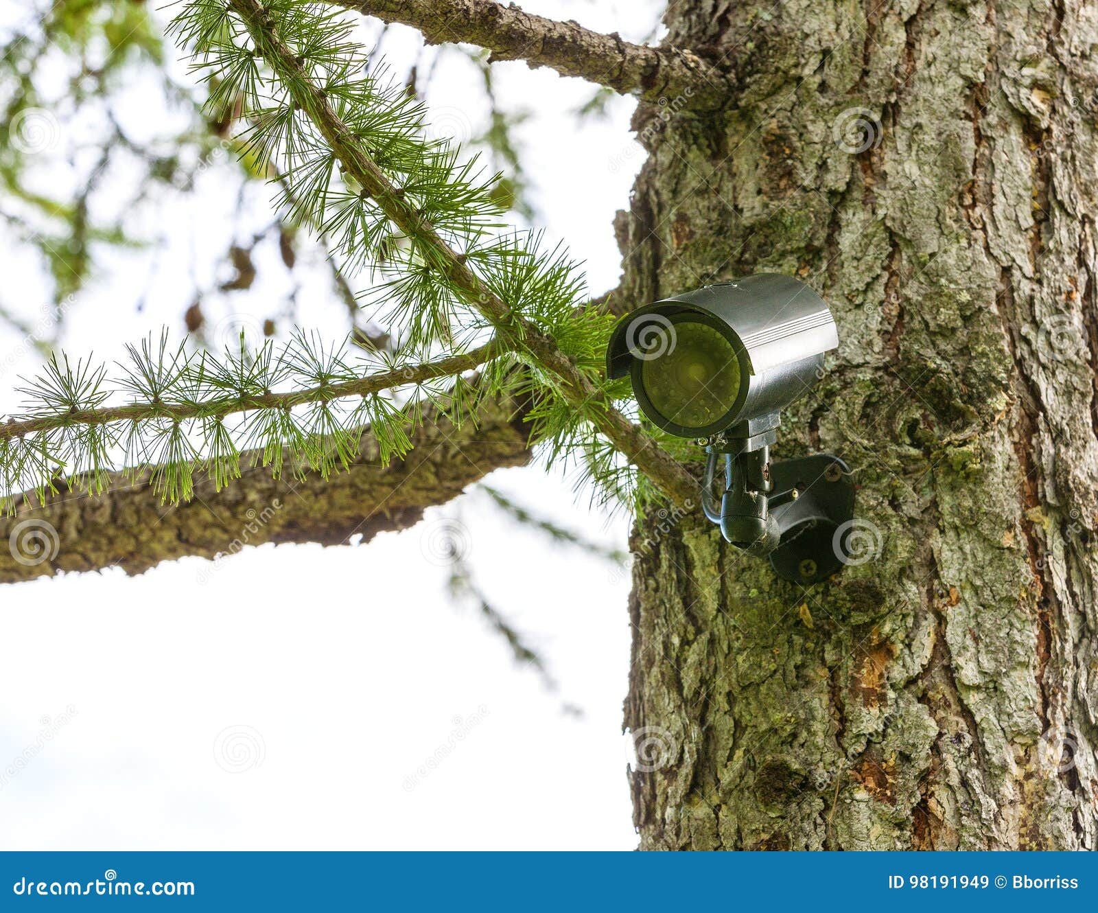Surveillance Camera on the Tree Stock Image - Image of green, circuit ...