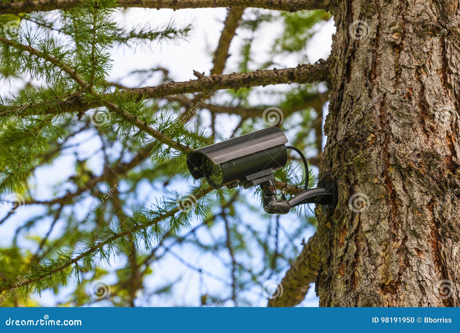 Surveillance Camera on the Tree Stock Photo - Image of protect ...