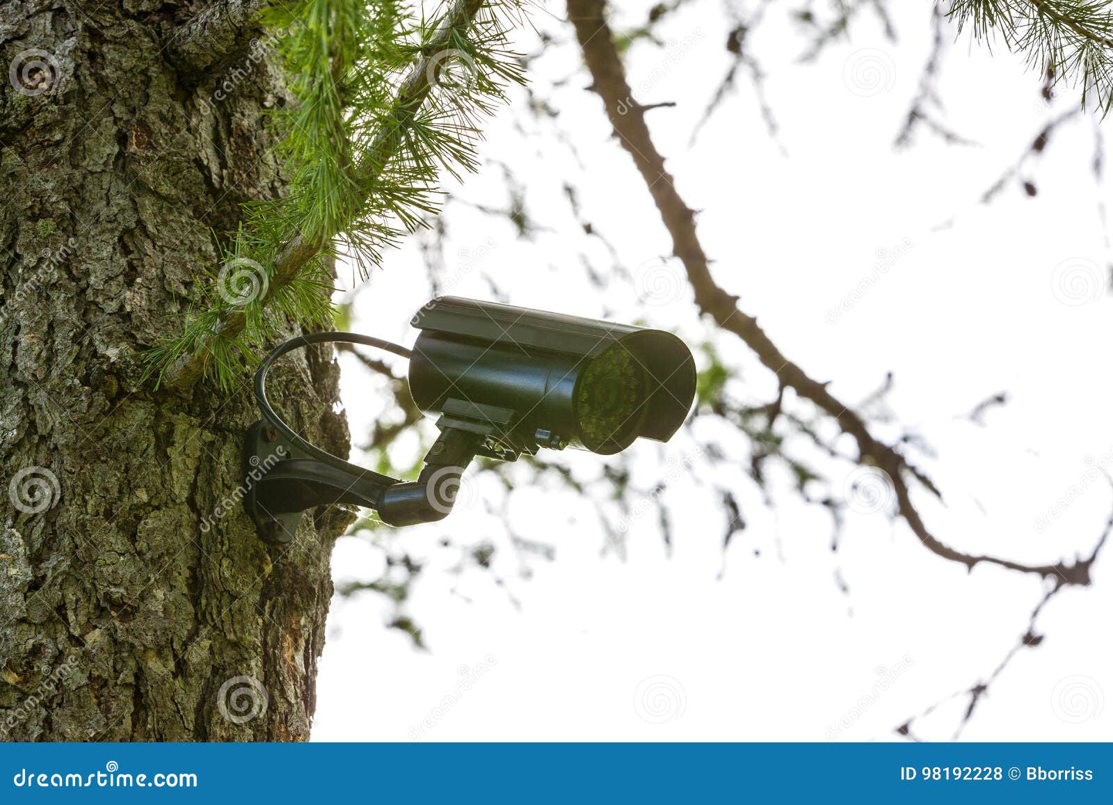 Surveillance Camera on the Tree Stock Photo - Image of cctv, safe: 98192228