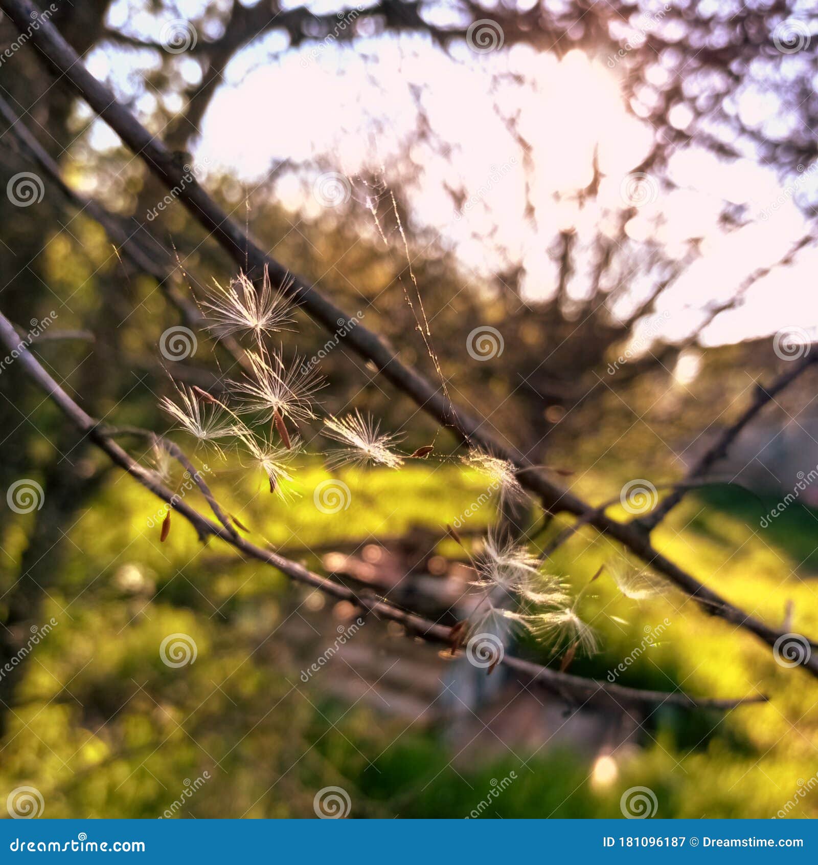 Survival of the fittest stock image. Image of spring - 181096187 Survival of the fittest stock image. Image of spring - 181096187