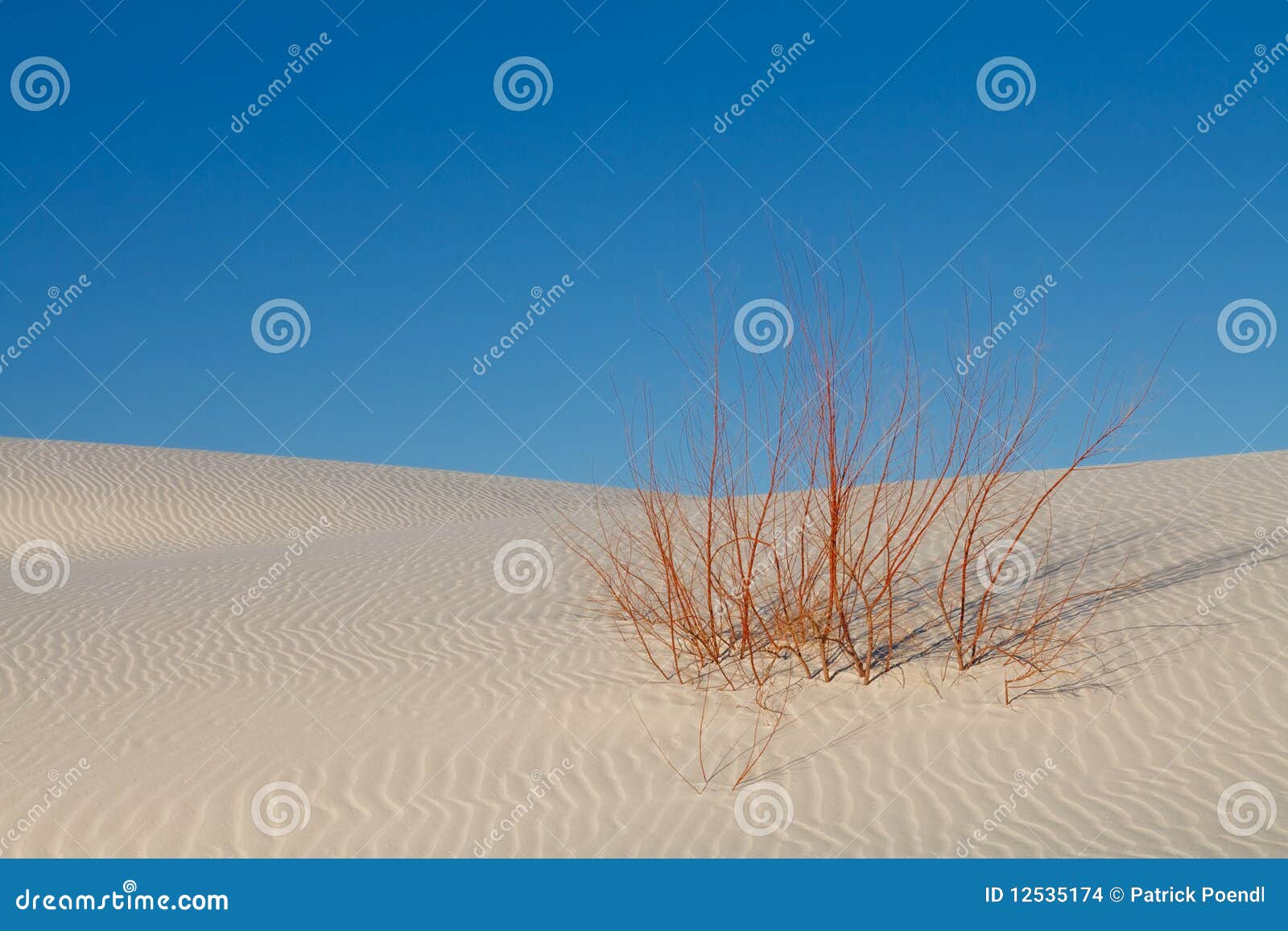 Survival - Lone Plant on White Sand Dune Stock Photo - Image of ...