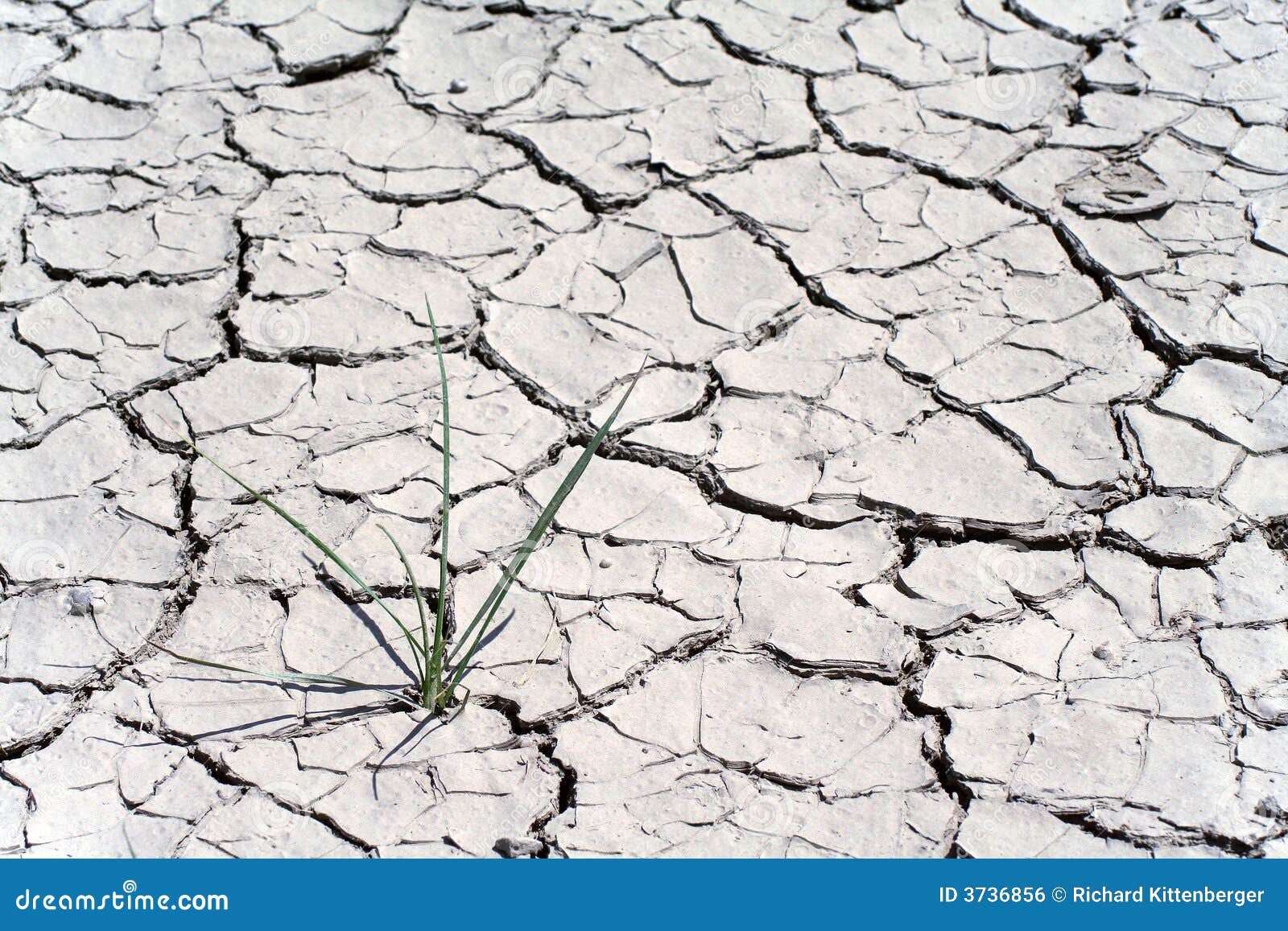 Survive Picture. Image: 3736856