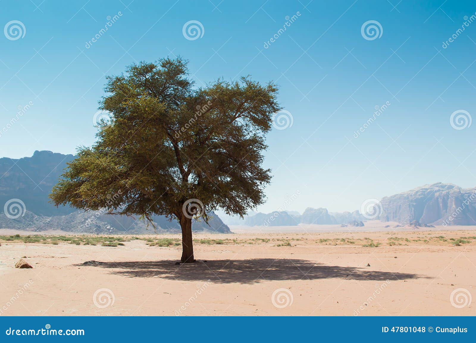 Survive adversity stock photo. Image of heat, orange - 47801048